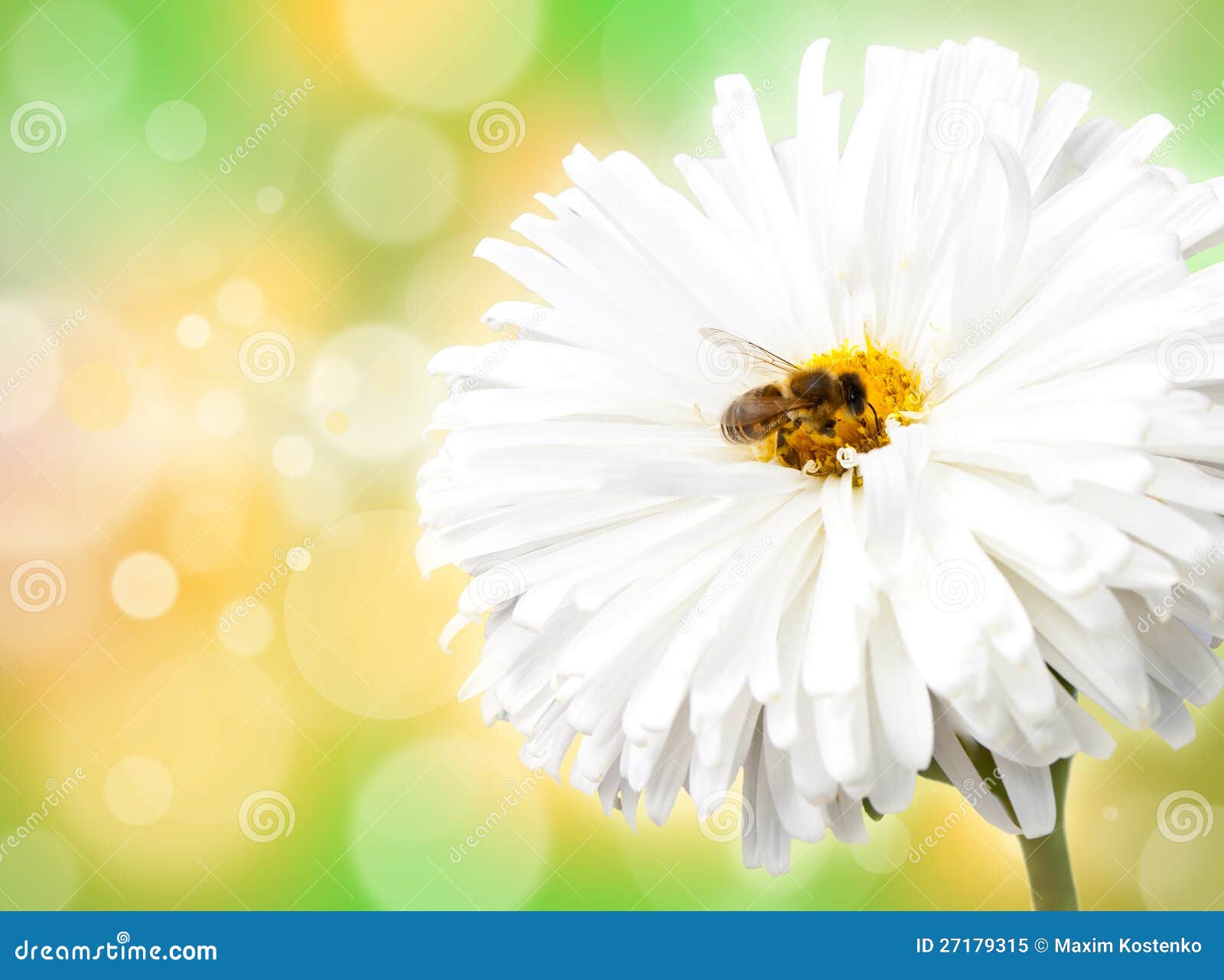 Bloem met bij stock afbeelding. Image of decoratie, ontwerp - 27179315