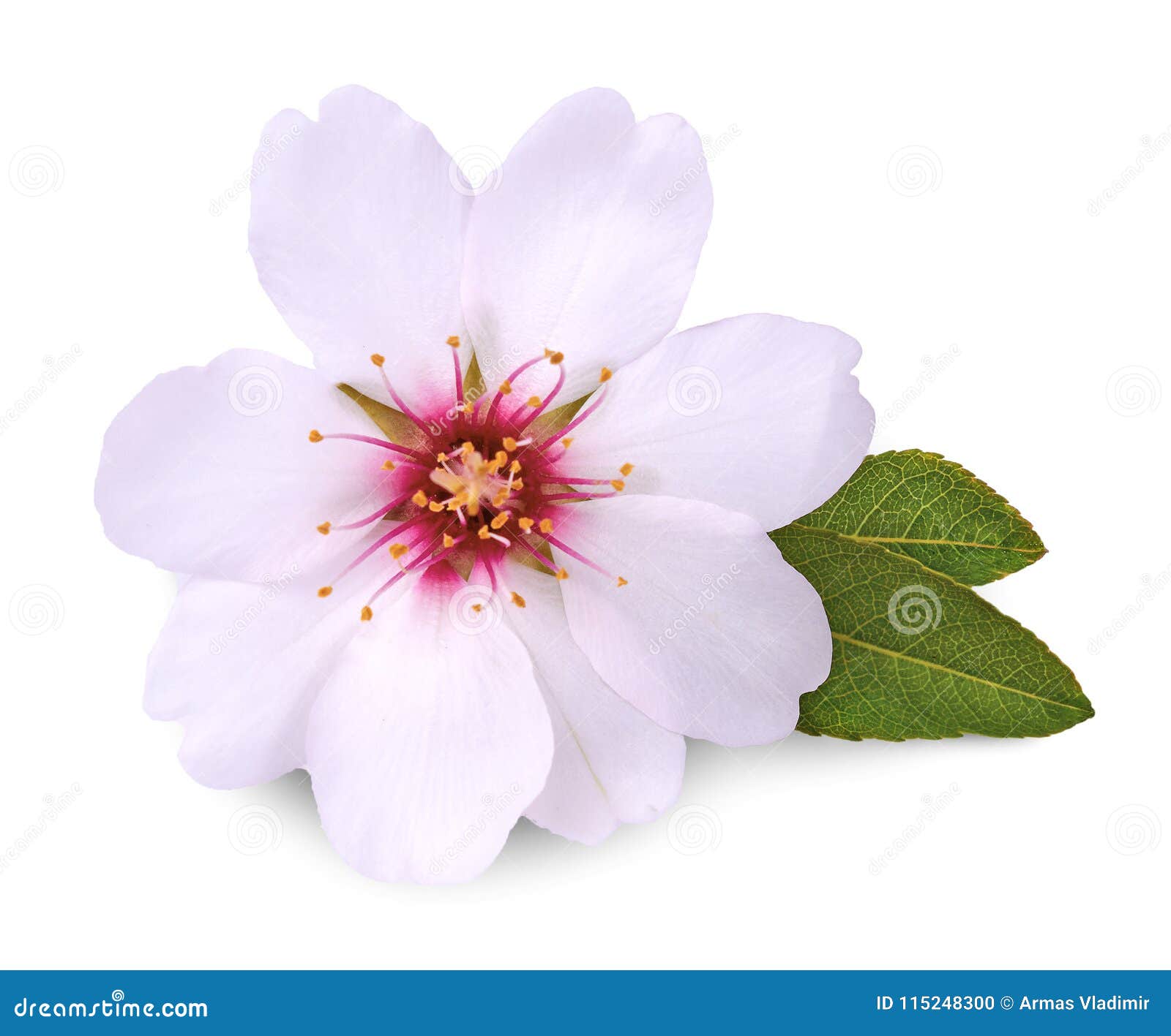 Bloem Van Amandel Op Witte Achtergrond Stock Foto - Image of groen ...