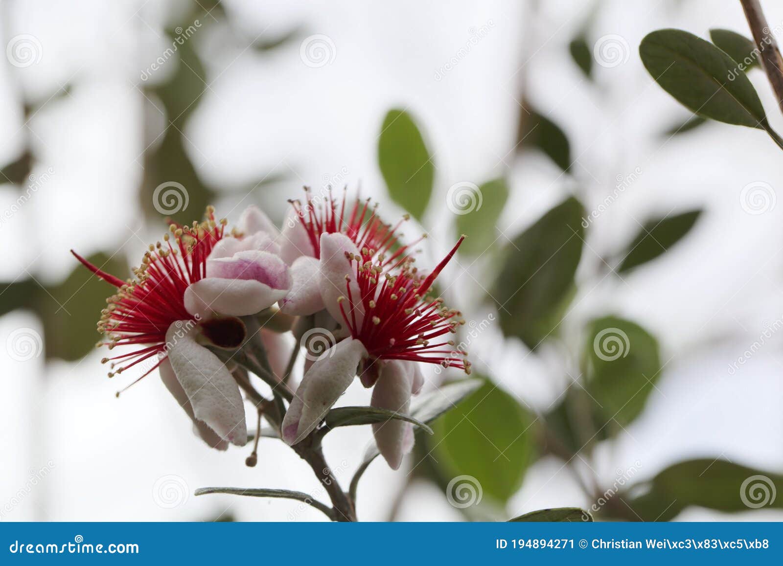 Bloem Van Ananas Guava Acca Sellowiana Stock Afbeelding - Image of blad ...