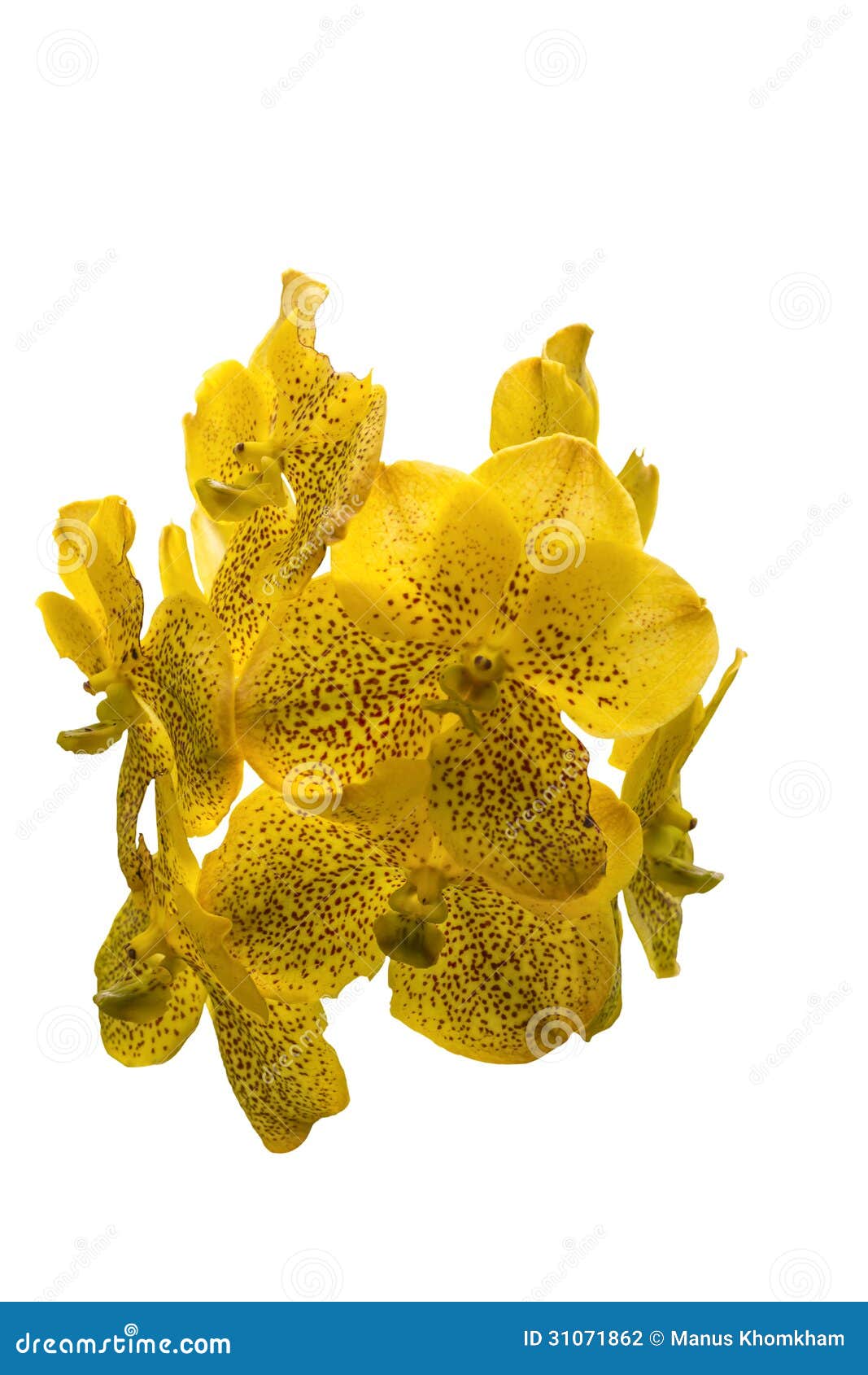 Bloem Van De Boeket De Gele Orchidee Stock Foto - Image of bloem ...