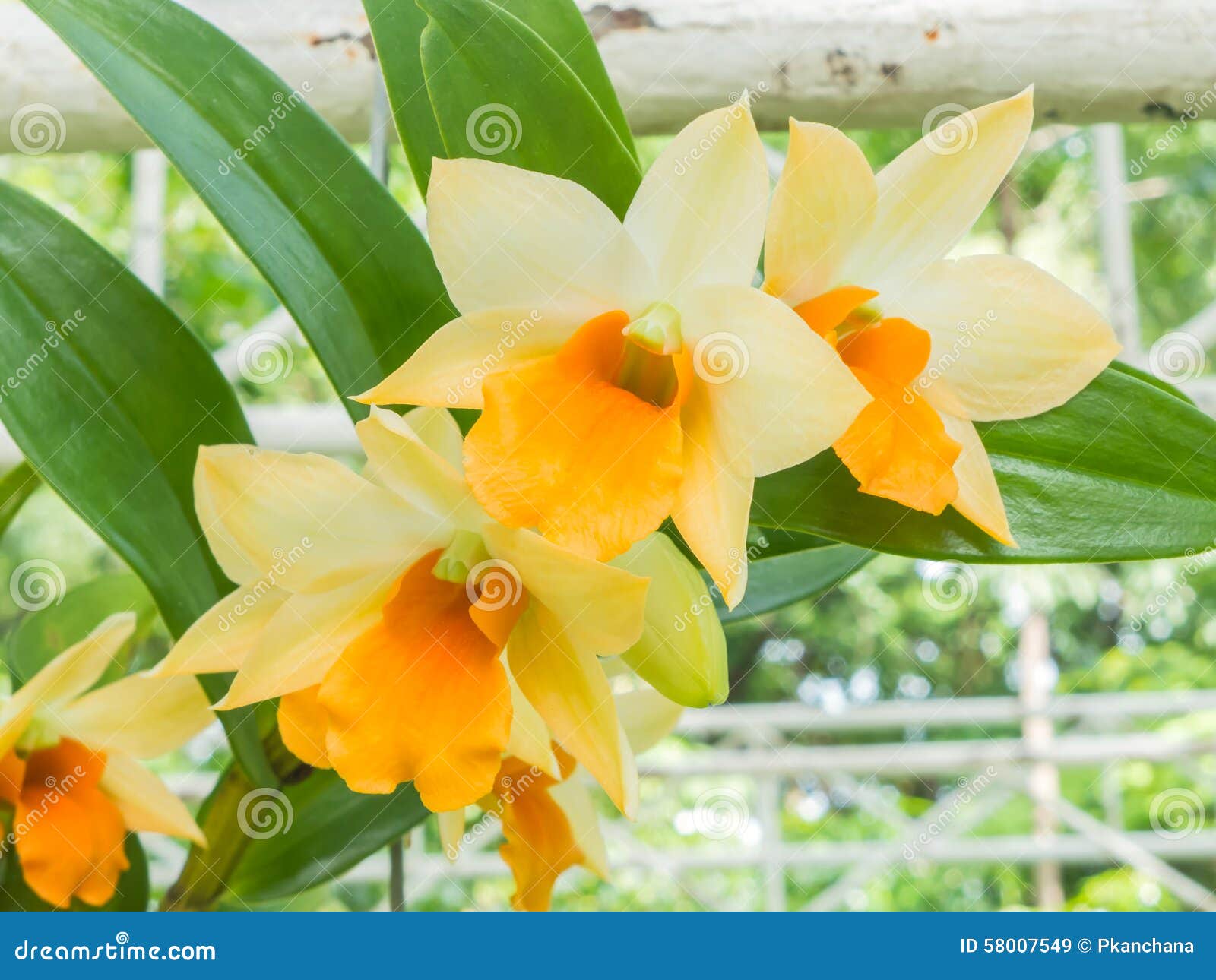 Bloem Van De Cattleya De Gele Orchidee Stock Afbeelding - Image of ...