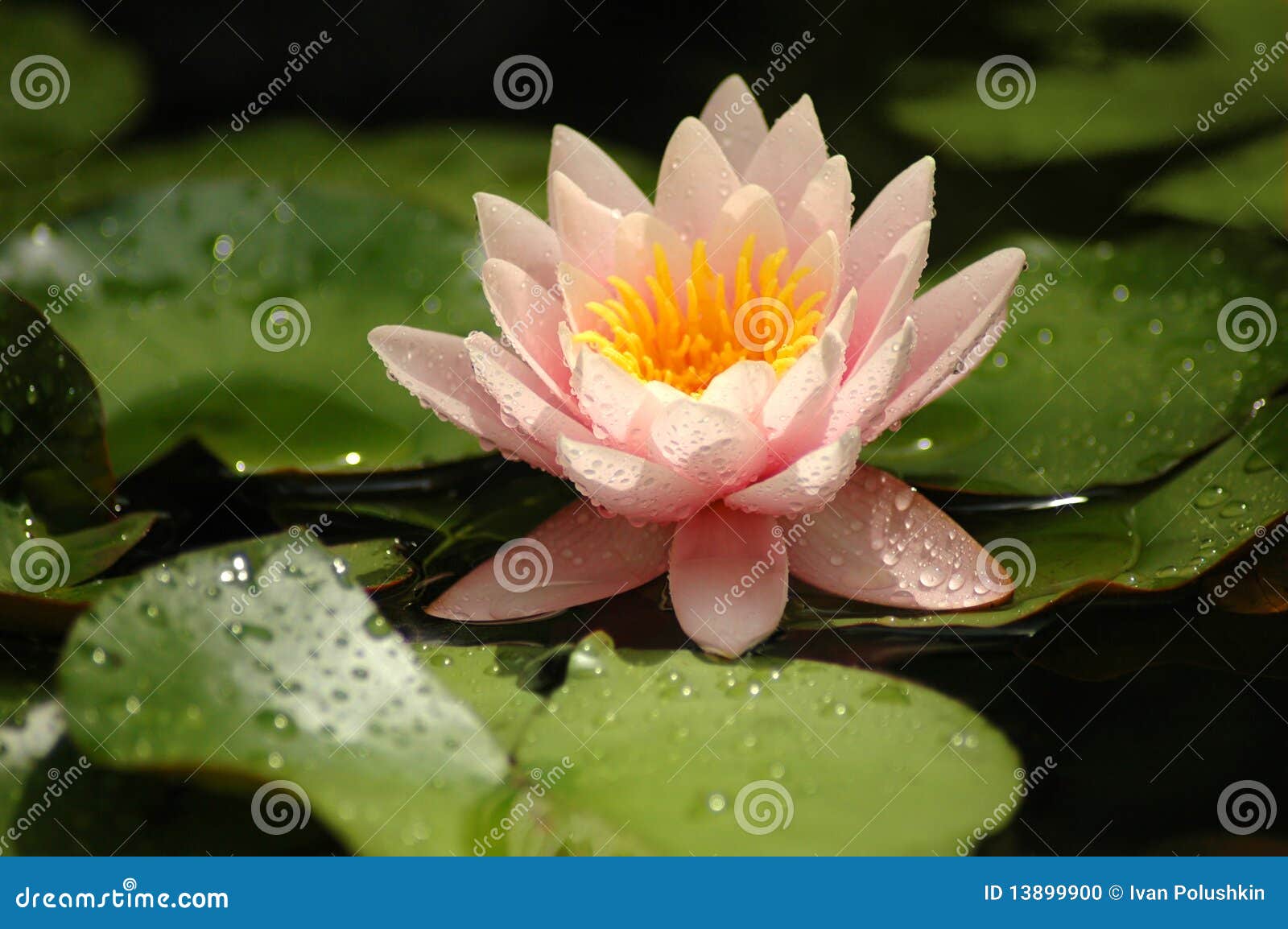 Bloem van een lotusbloem stock foto. Image of enkelvoudig - 13899900