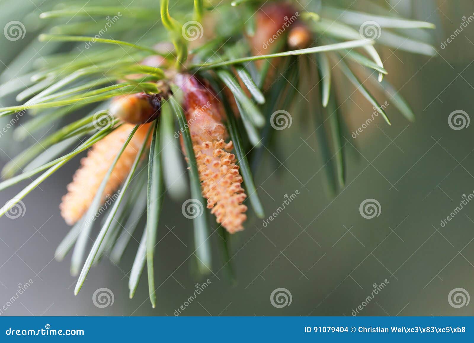 Bloem Van Een Spar Van Douglas Stock Foto - Image of seizoengebonden ...