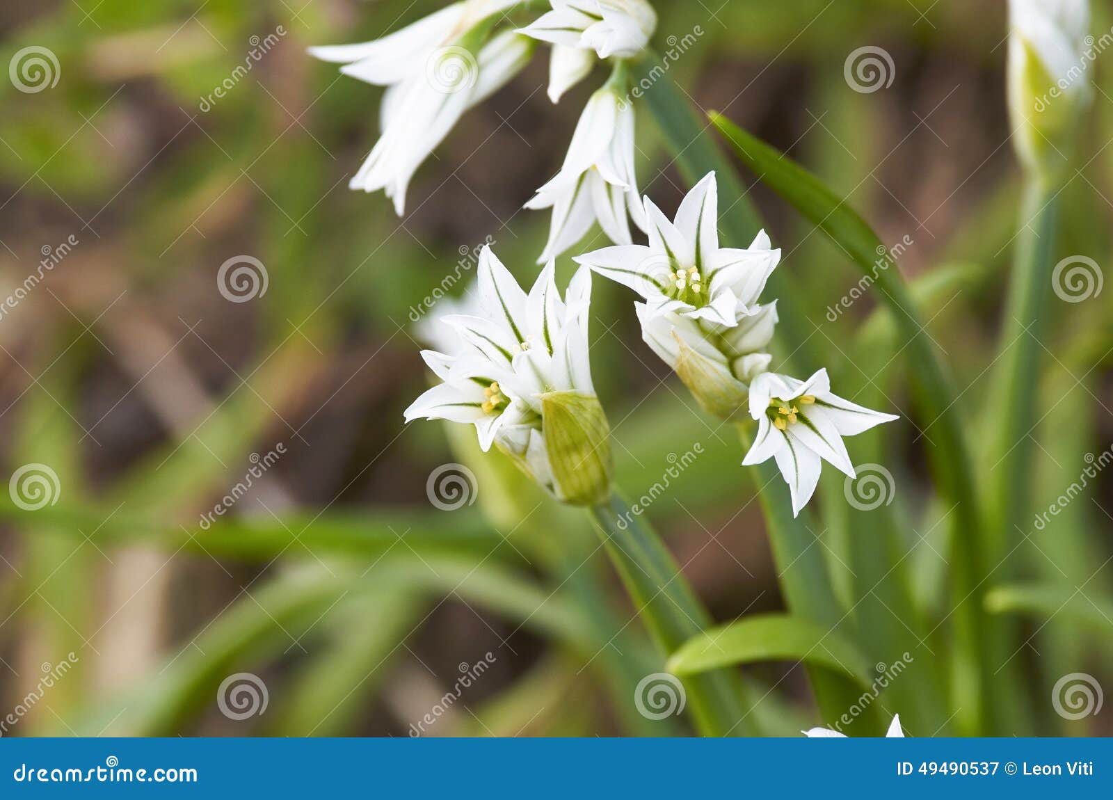Bloem van knoflook stock afbeelding. Image of tuinbouw - 49490537