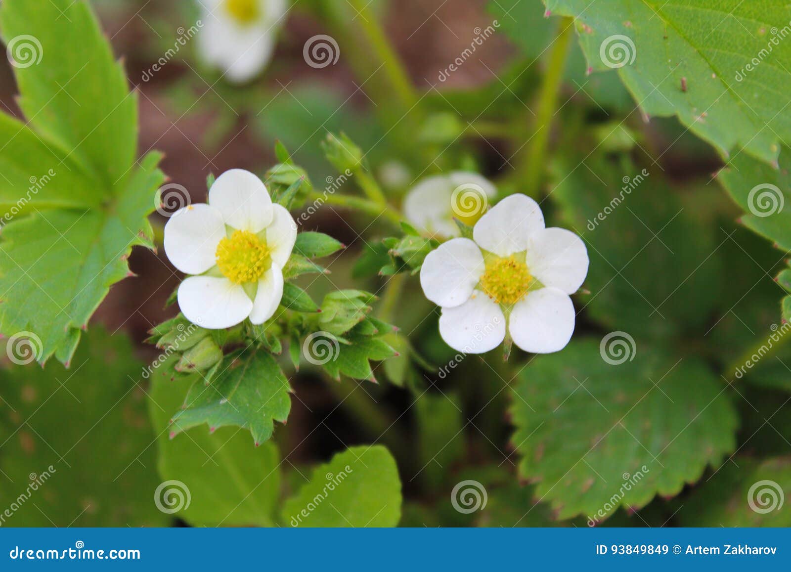 Bloem, Wit, Bloesem, Groene Aard, Aardbei, De Lente, Installatie ... Bloem, Wit, Bloesem, Groene Aard, Aardbei, De Lente, Installatie ...