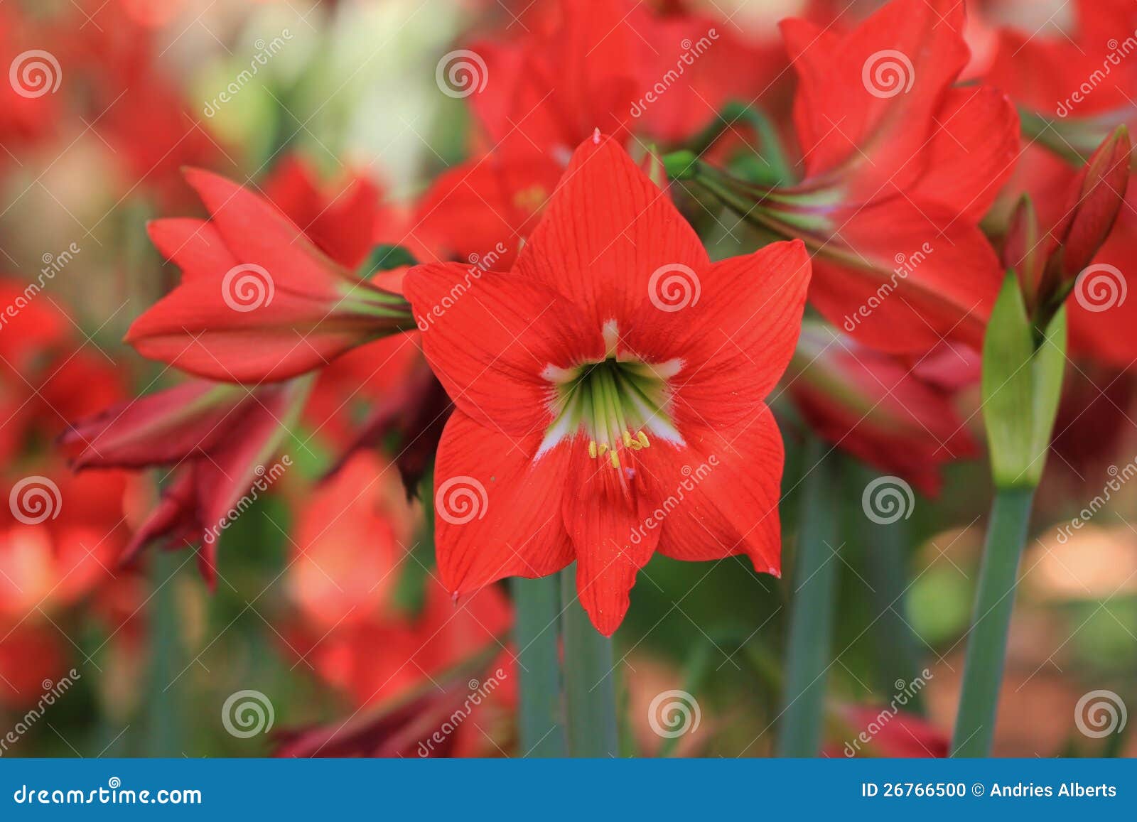 Bloemen - Amarilla, Rode Vlam Stock Foto - Image of mystiek, loyaliteit ...