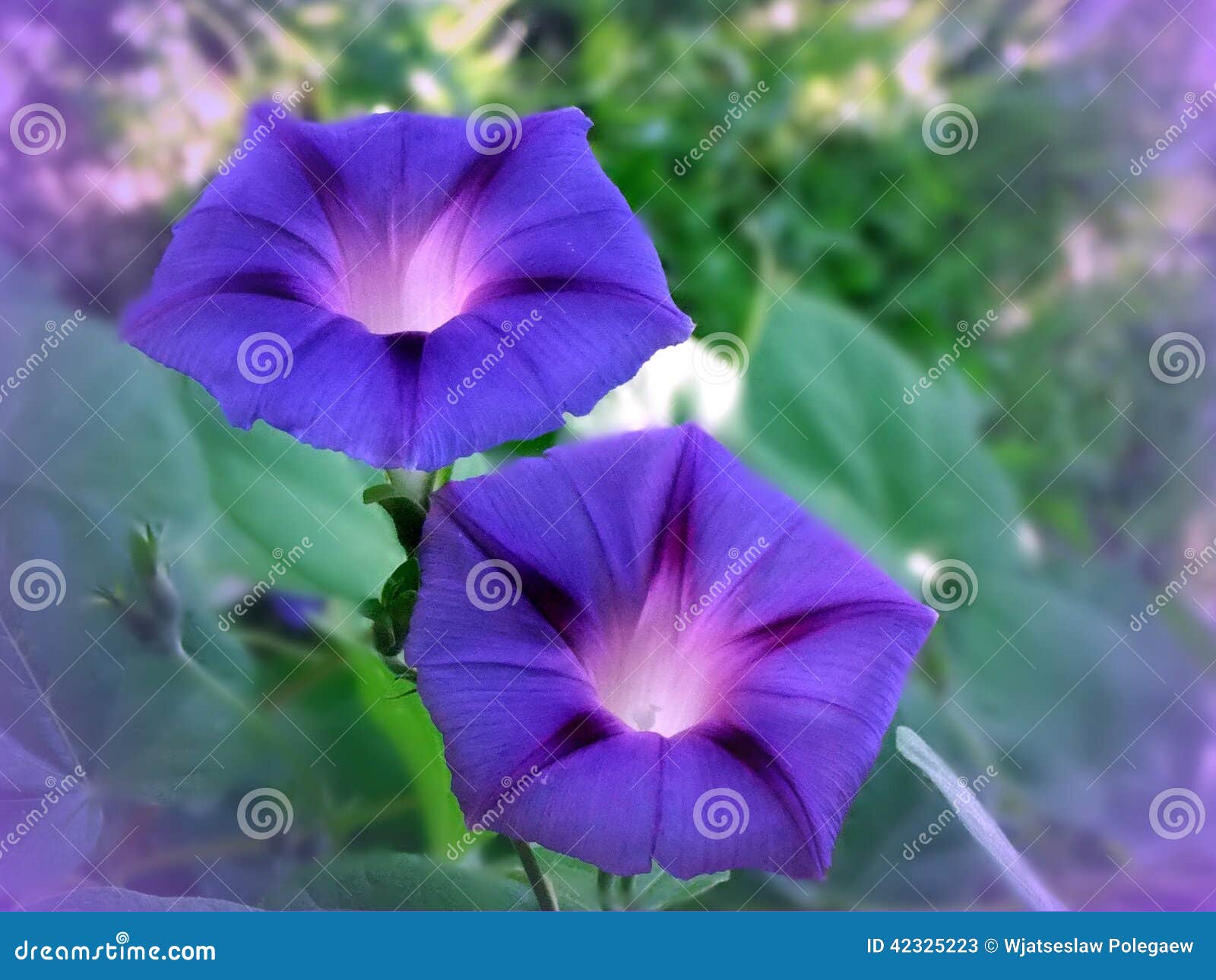 Bloemen blauwe winde stock afbeelding. Image of installaties - 42325223