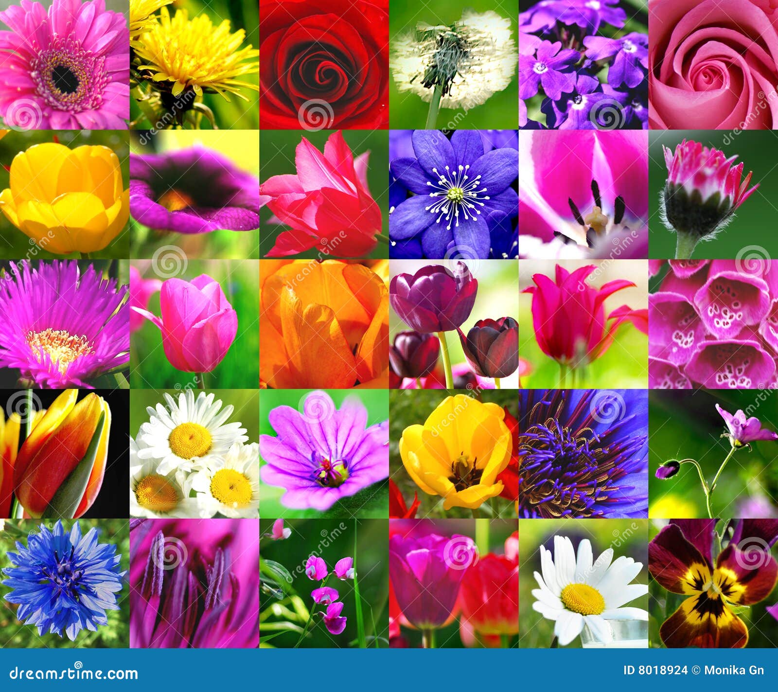 Verschillende Soorten Bloemen - Bloemen