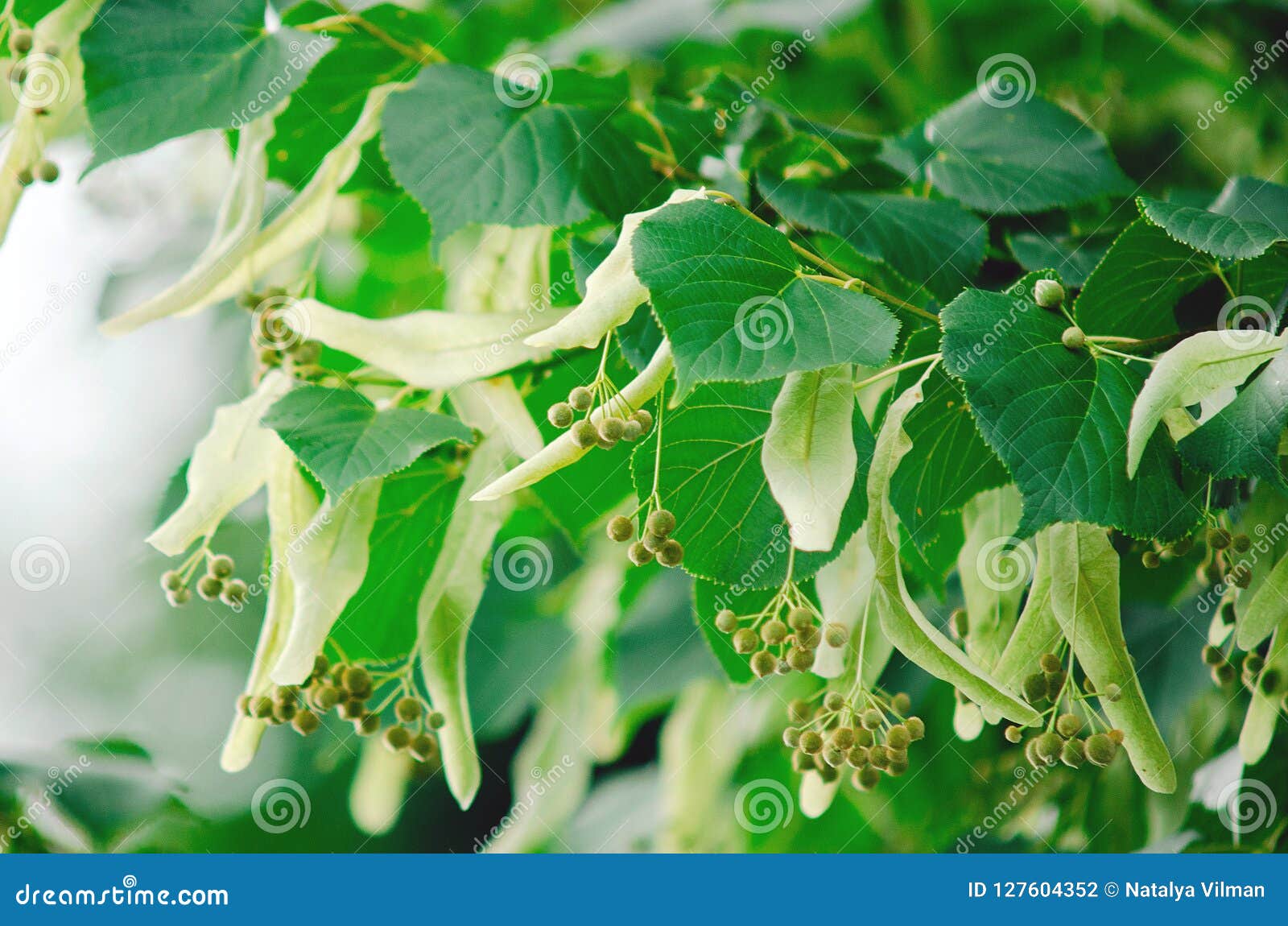 Bloemen En Zaden Van Lindeboom Stock Foto - Image of groen, gebied ...