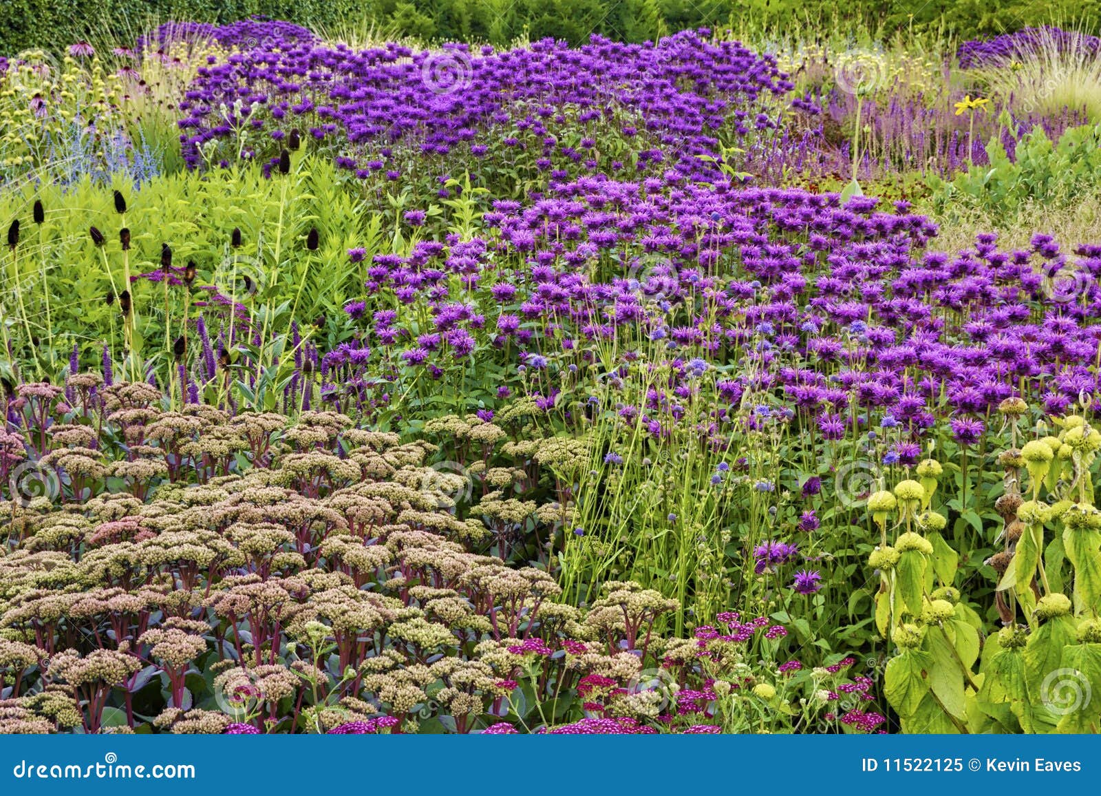 Bloemen in Engelse tuin stock afbeelding. Image of installatie - 11522125