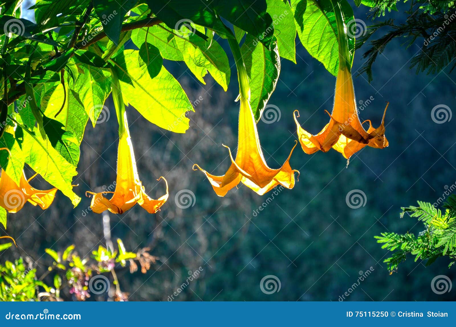 Bloemen, Java, Indonesië stock foto. Image of reis, nave - 75115250
