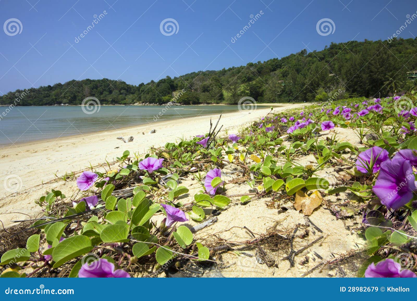 Bloemen op strand stock afbeelding. Image of blauw, oceaan - 28982679