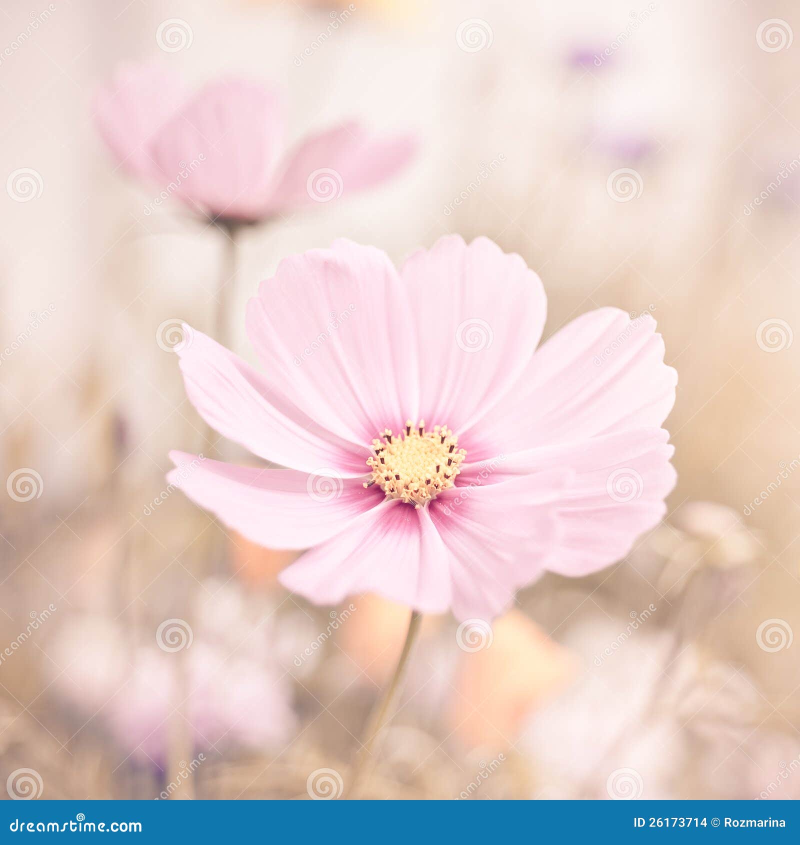 Bloemen in pastelkleuren stock foto. Image of gebied - 26173714