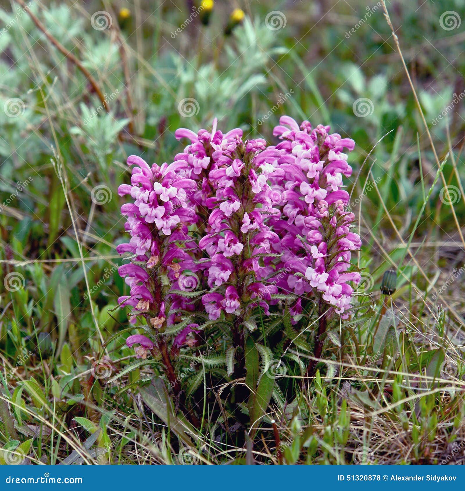 Bloemen Pedicularis in De Toendra Stock Foto - Image of inheems ...