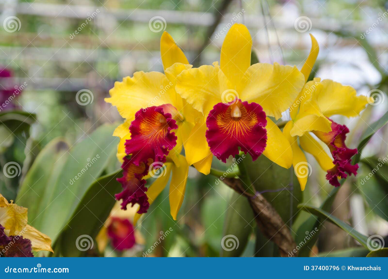 Bloemen Van De Cattleya De Rode Gele Orchidee Stock Foto - Image of ...