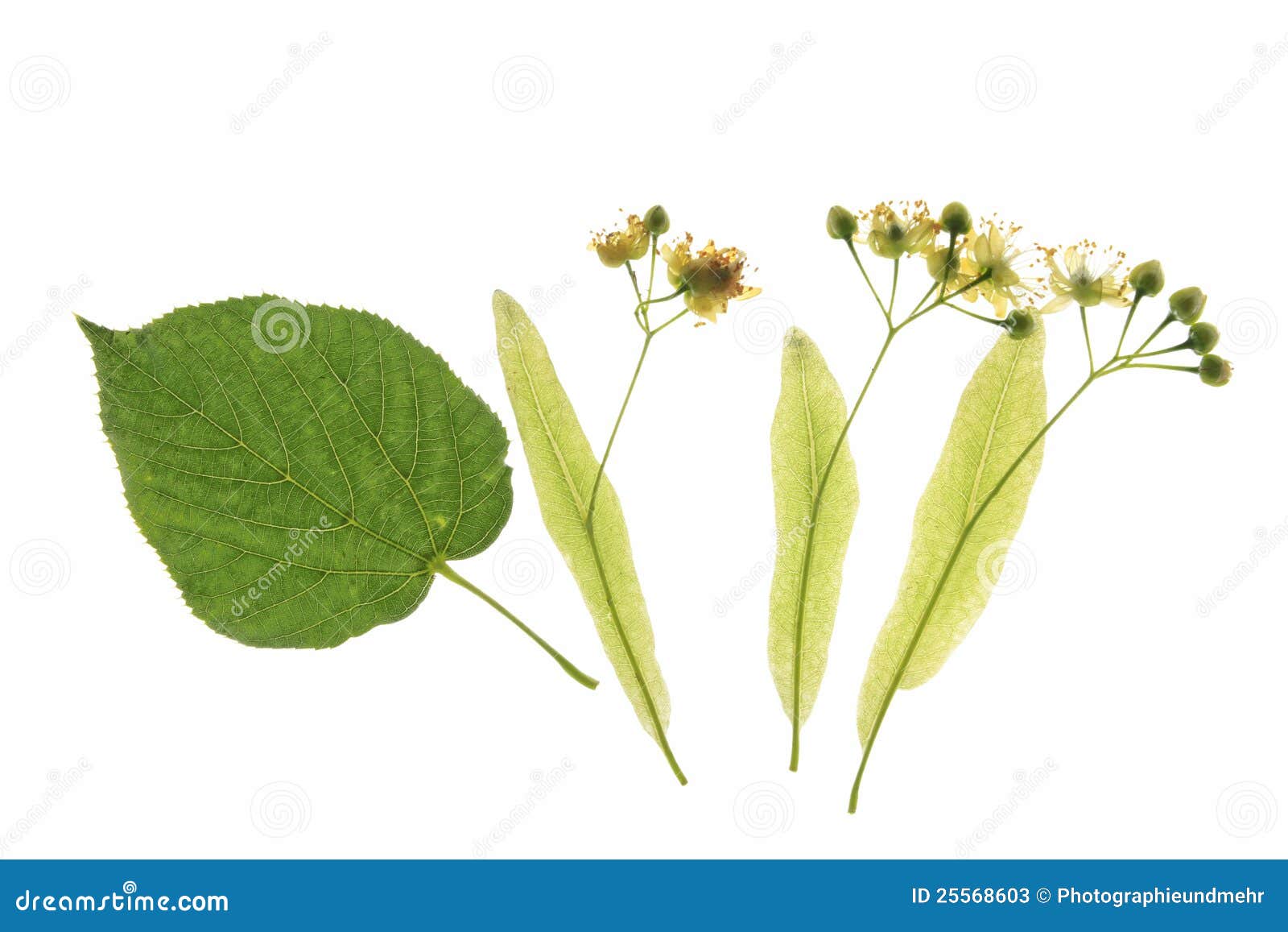 Bloemen Van De Lindeboom (Tilia) Stock Afbeelding - Image of thee ...