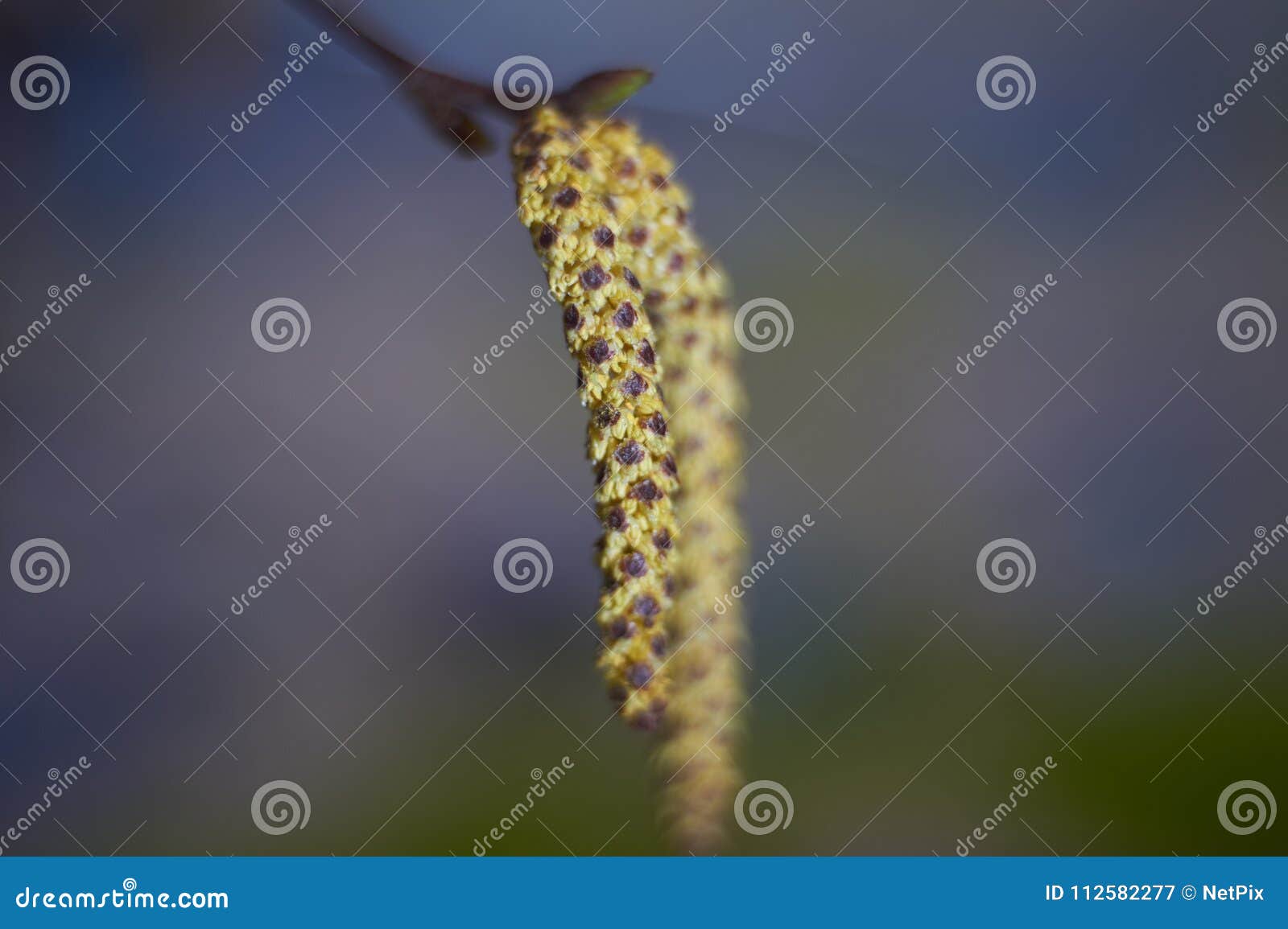 Bloemen Van De Zwarte Els in Close-up Stock Afbeelding - Image of ...
