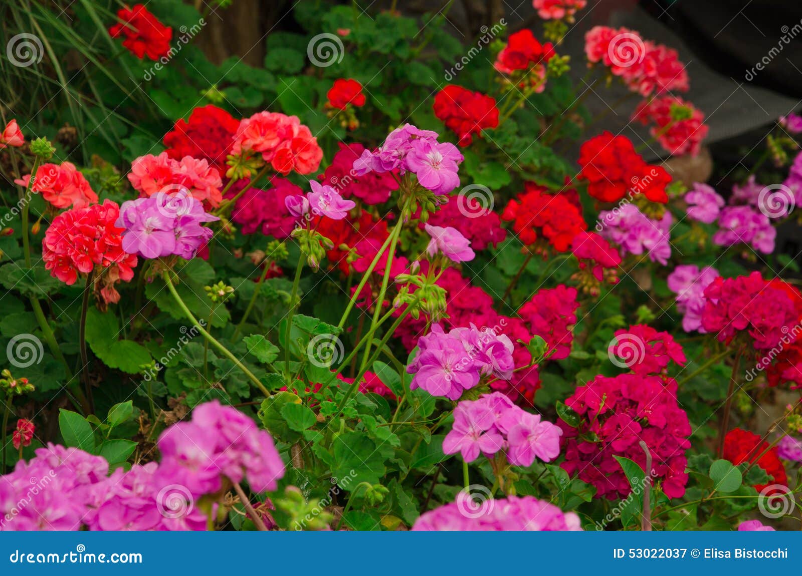 Bloemen Van Een Rode En Roze Geranium Stock Afbeelding - Image of ...
