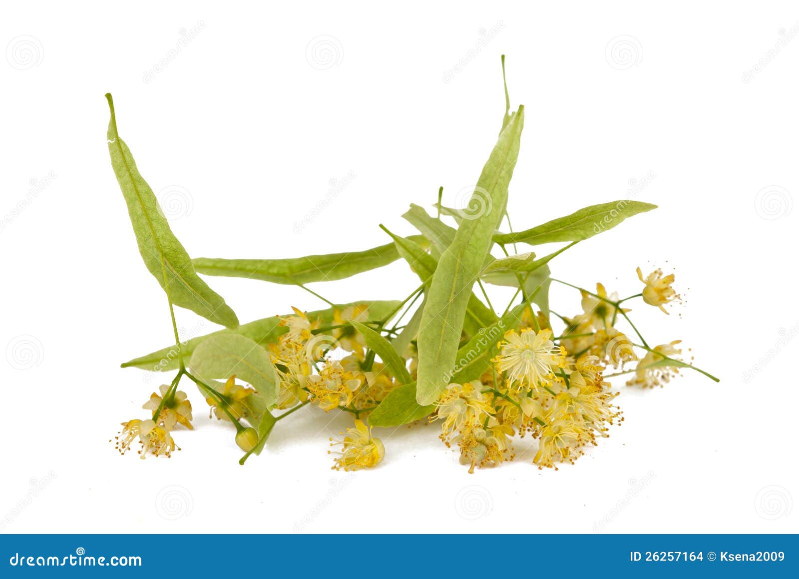 Bloemen van lindeboom stock foto. Image of kruiden, groen - 26257164