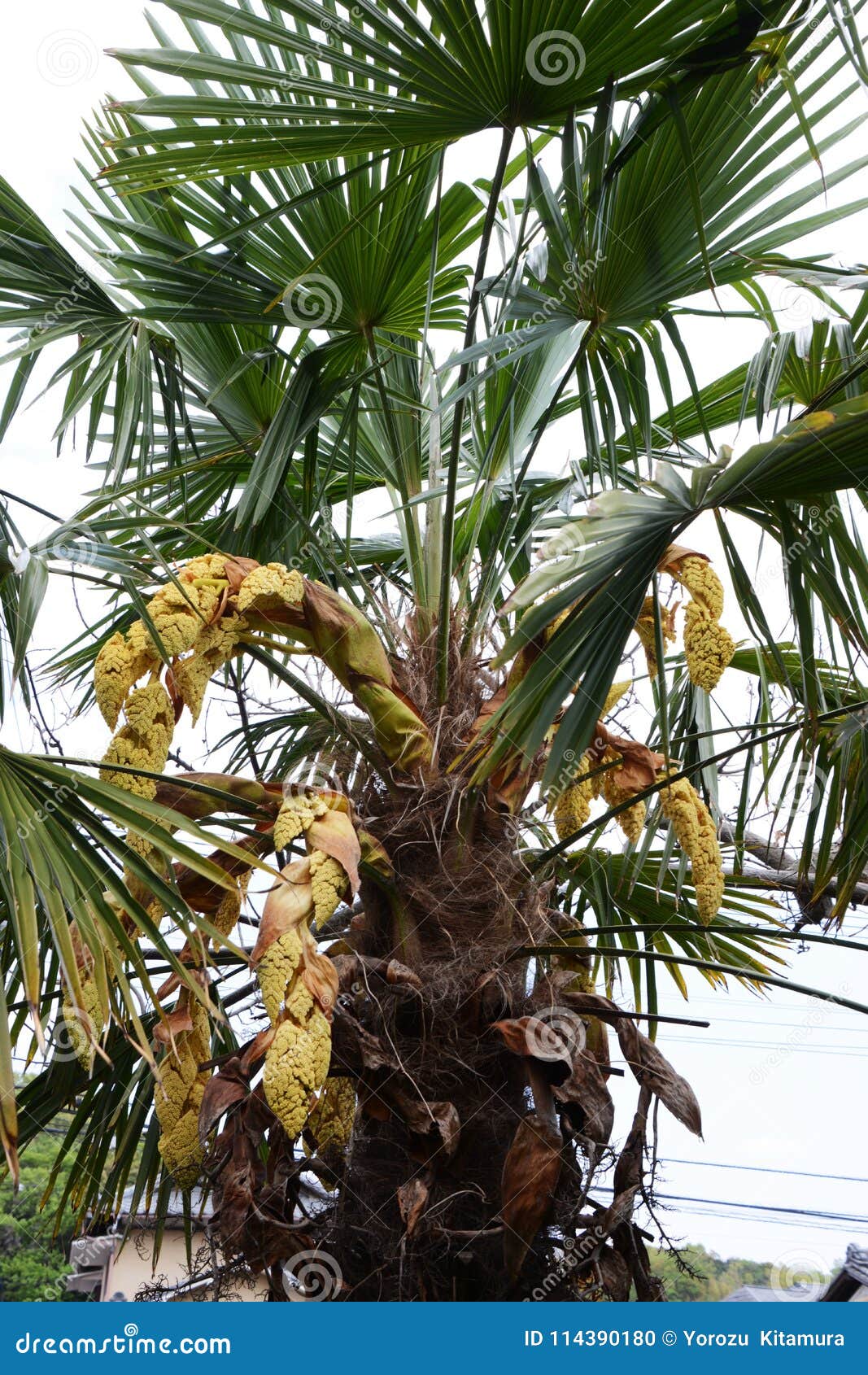 Bloemen van Palm stock foto. Image of schoonheid, windmolen - 114390180