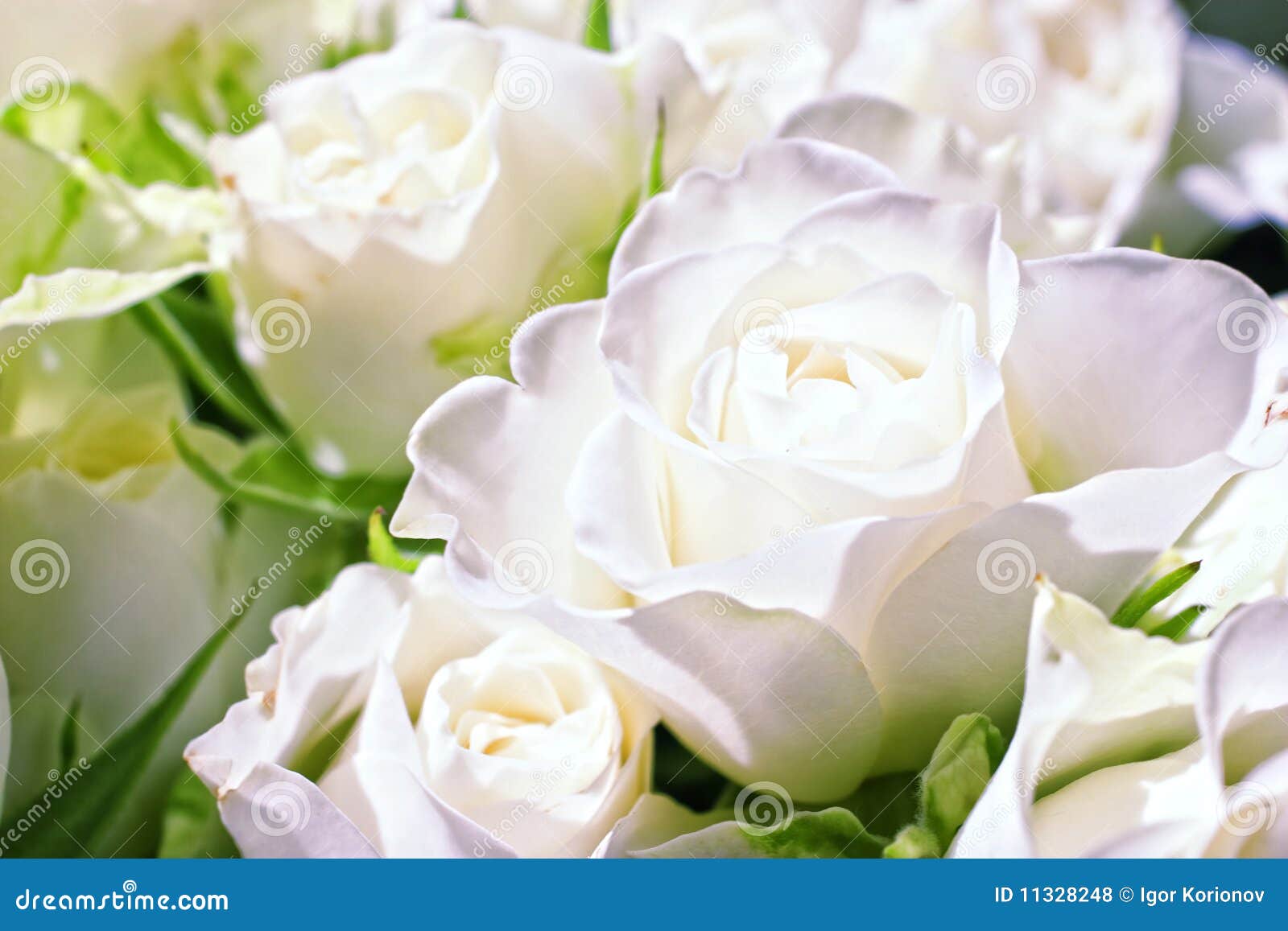 Bloemen van witte rozen stock foto. Image of schoonheid - 11328248