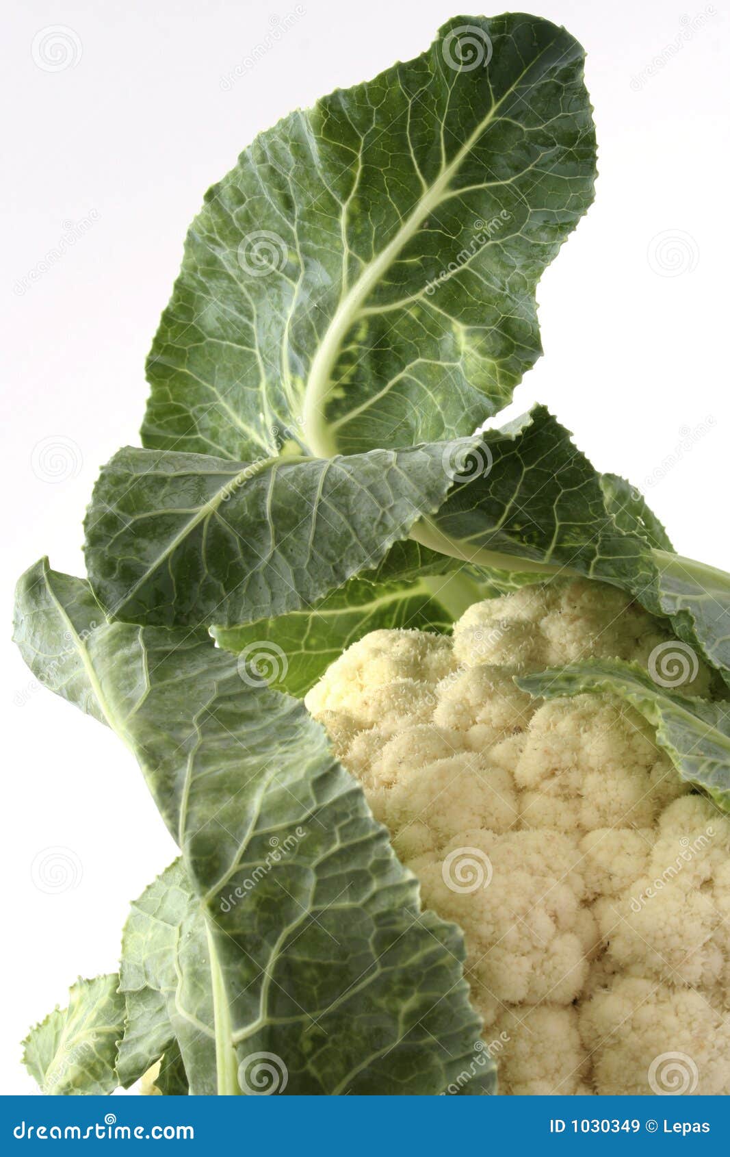 Bloemkool stock afbeelding. Image of plantaardig, kool - 1030349