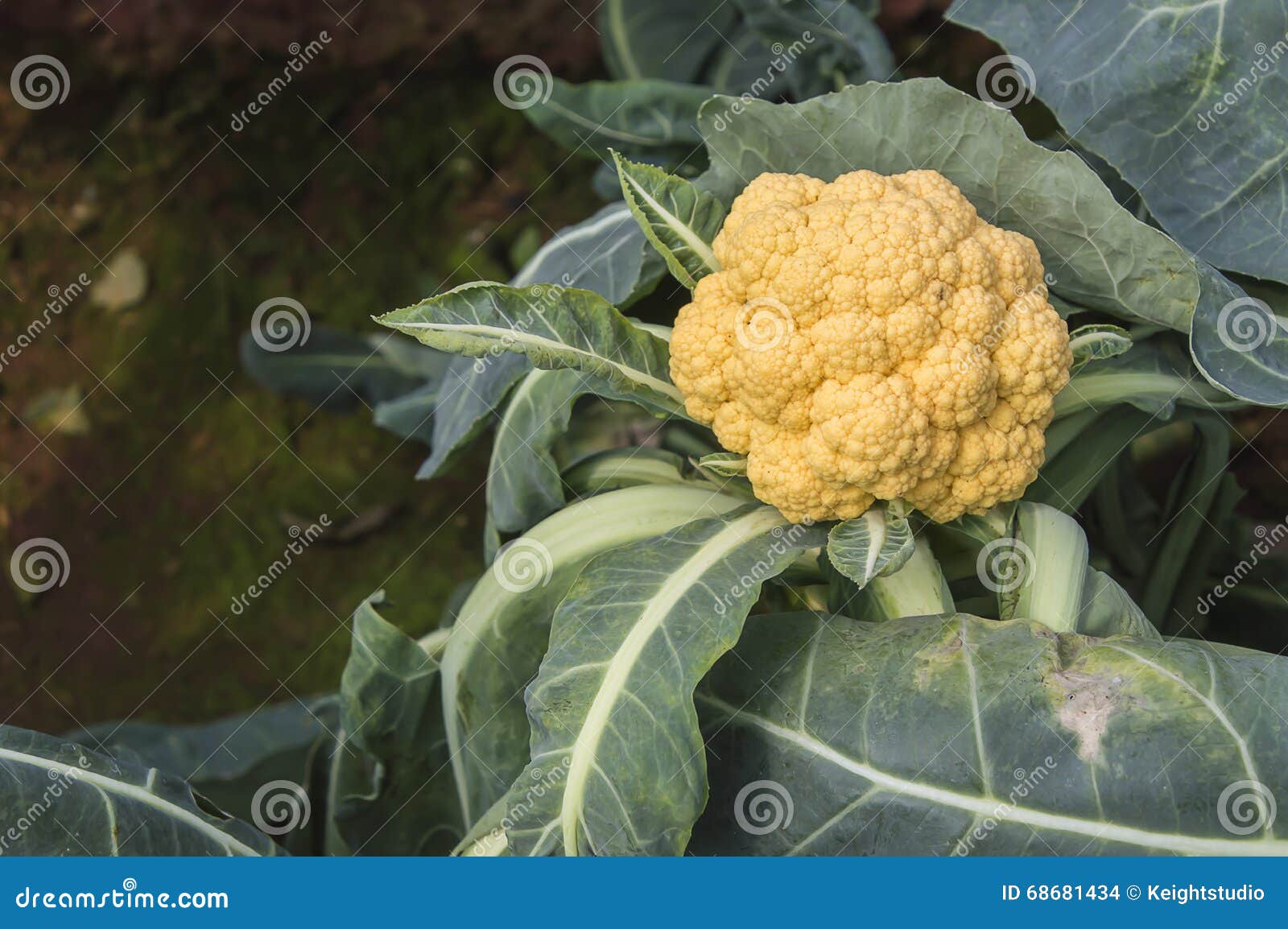 Bloemkool in de cultuur stock foto. Image of gekleurd - 68681434