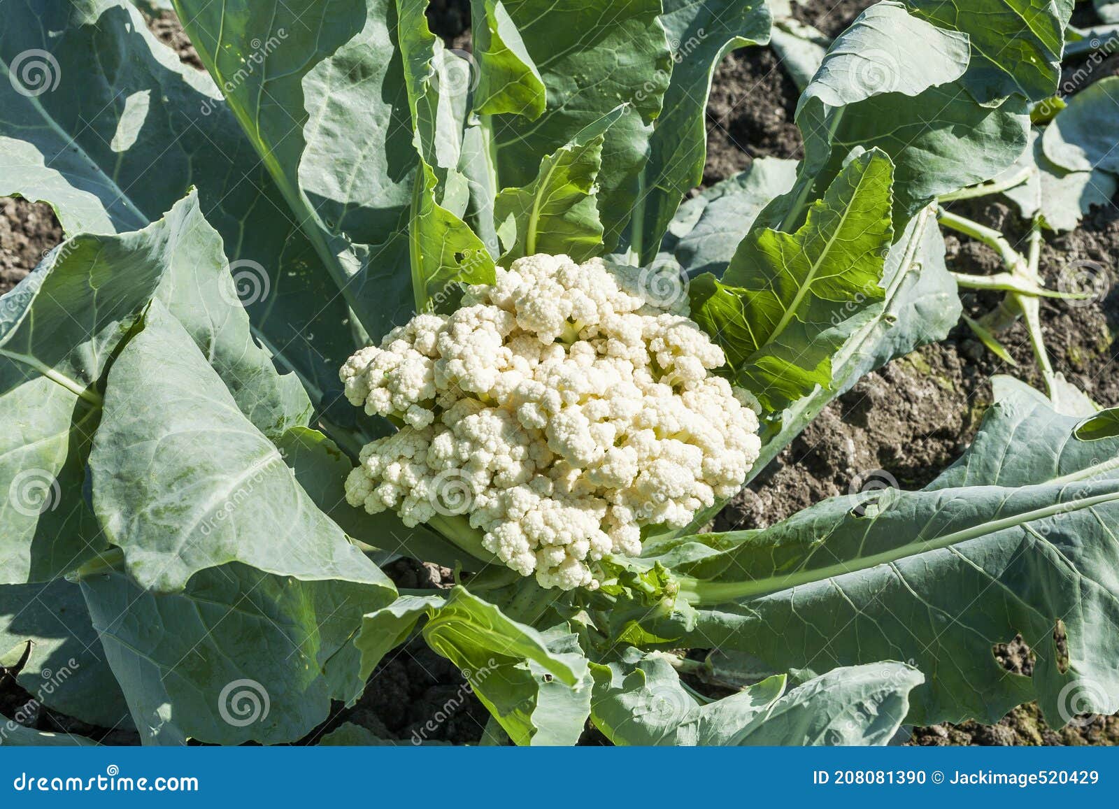 Bloemkool in het veld stock foto. Image of oogst, bloemkool - 208081390