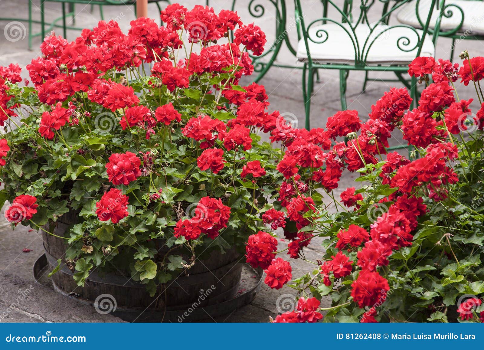 Bloempotten Met Rode Geraniums Stock Foto - Image of decoratief ...