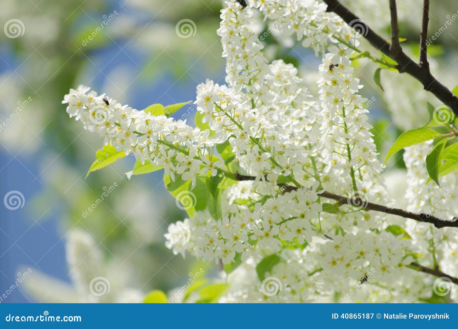 Bloesem Van De Vogel-kers Boom Stock Afbeelding - Image of achtergrond ...