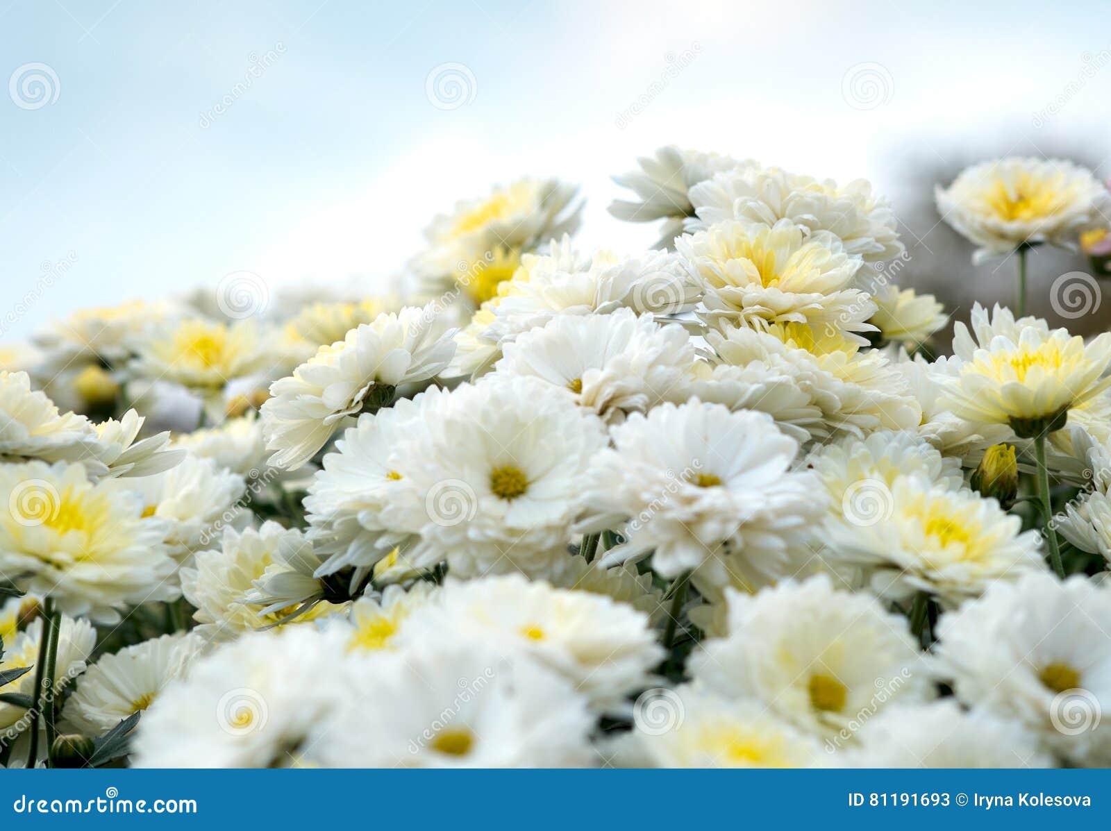 Bloesem Witte, Gele En Roze Kamille, Chrysant Abstracte Bloemen ... Bloesem Witte, Gele En Roze Kamille, Chrysant Abstracte Bloemen ...