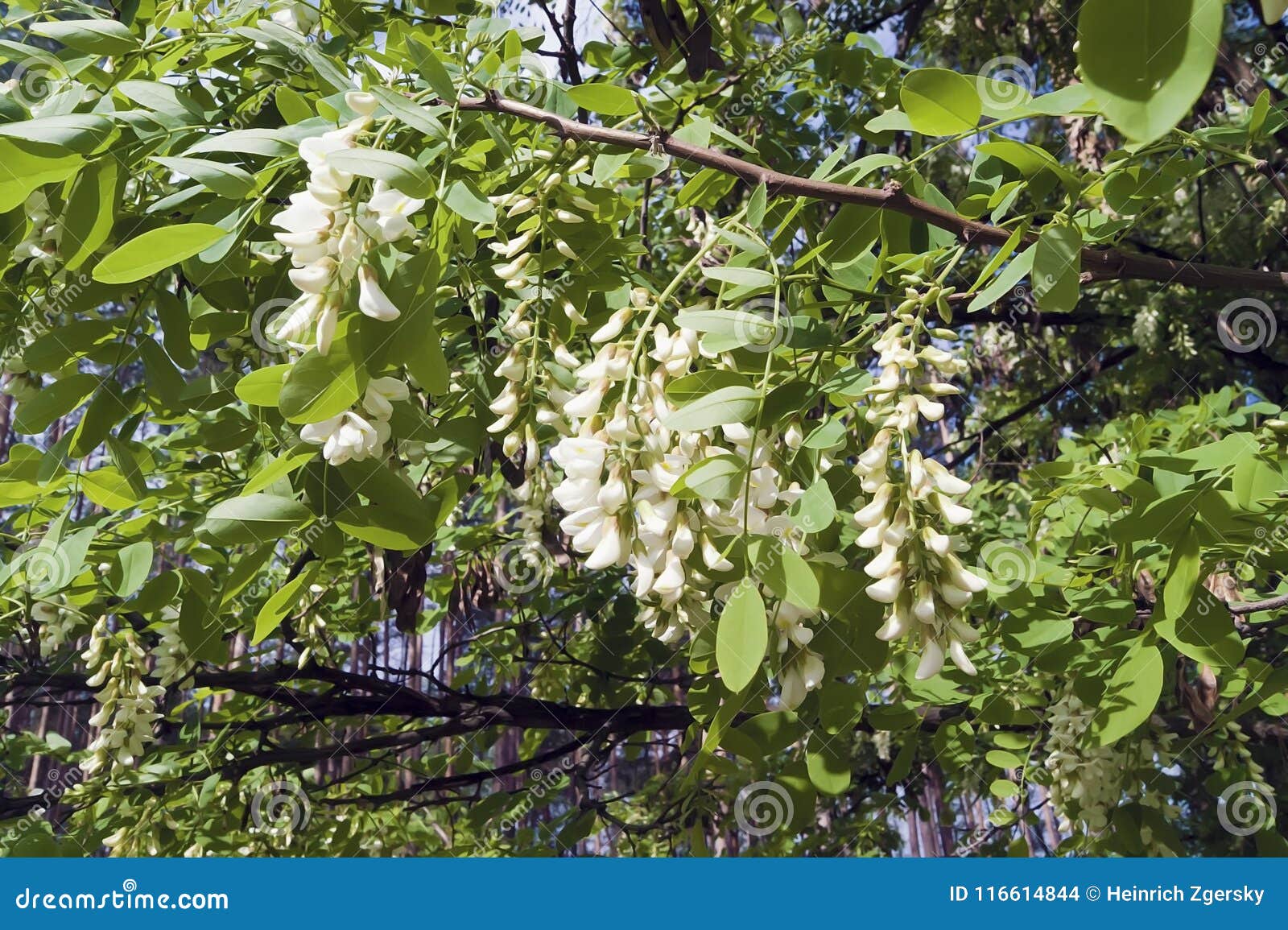Bloesems witte acacia stock foto. Image of bloemblaadje - 116614844