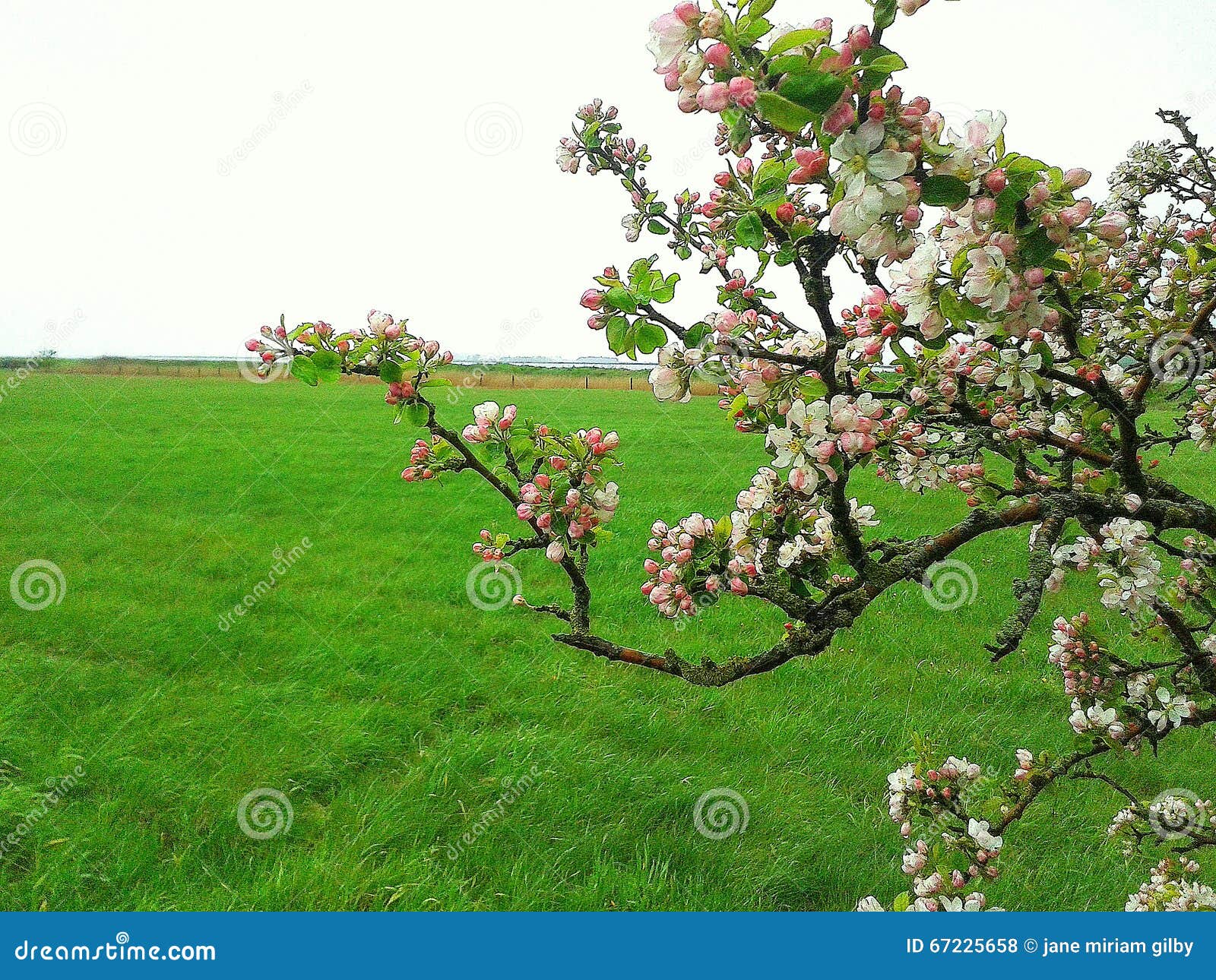 Bloming Apple Tree in the Springtime with Green Green Grass Stock Photo ...