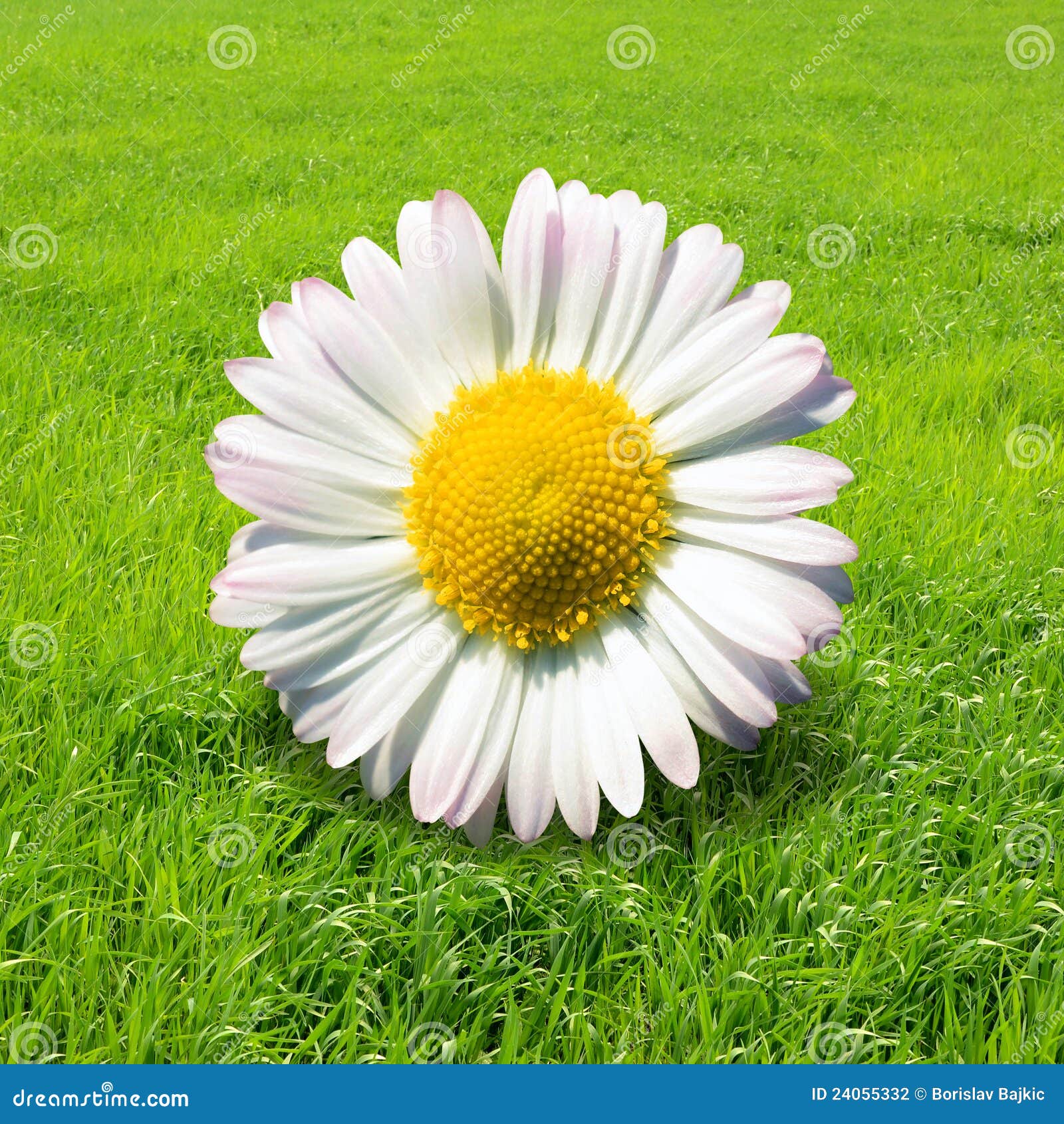 Blomma arkivfoto. Bild av gräs, tusensköna, grön, stänga - 24055332