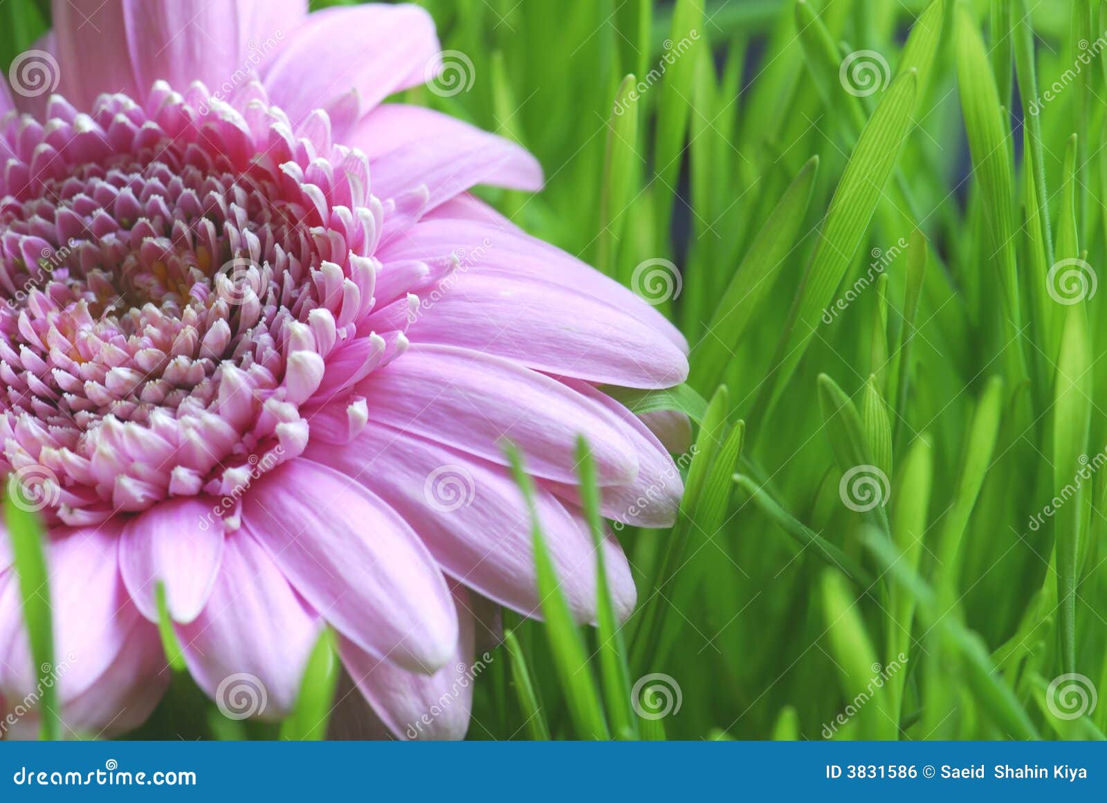 Blomma arkivfoto. Bild av bostonian, skönhet, sommar, stamma - 3831586