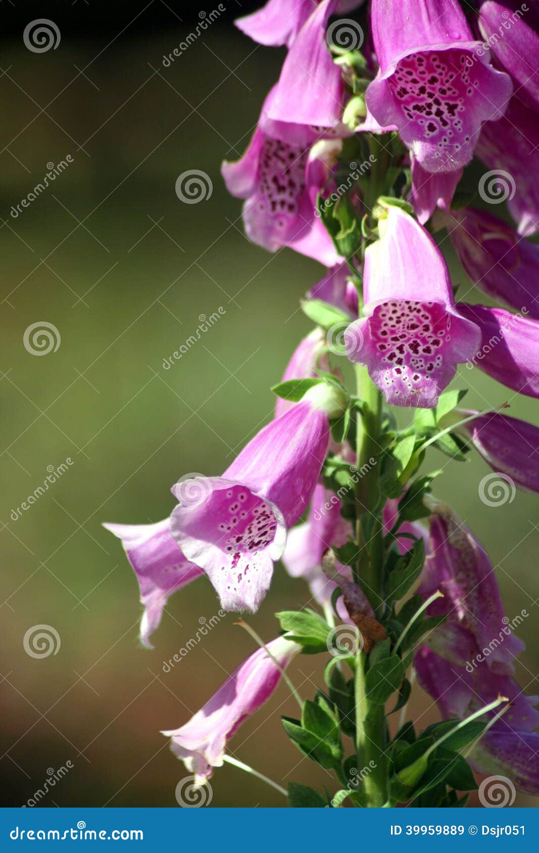 Blomma fotografering för bildbyråer. Bild av fält, blommor - 39959889