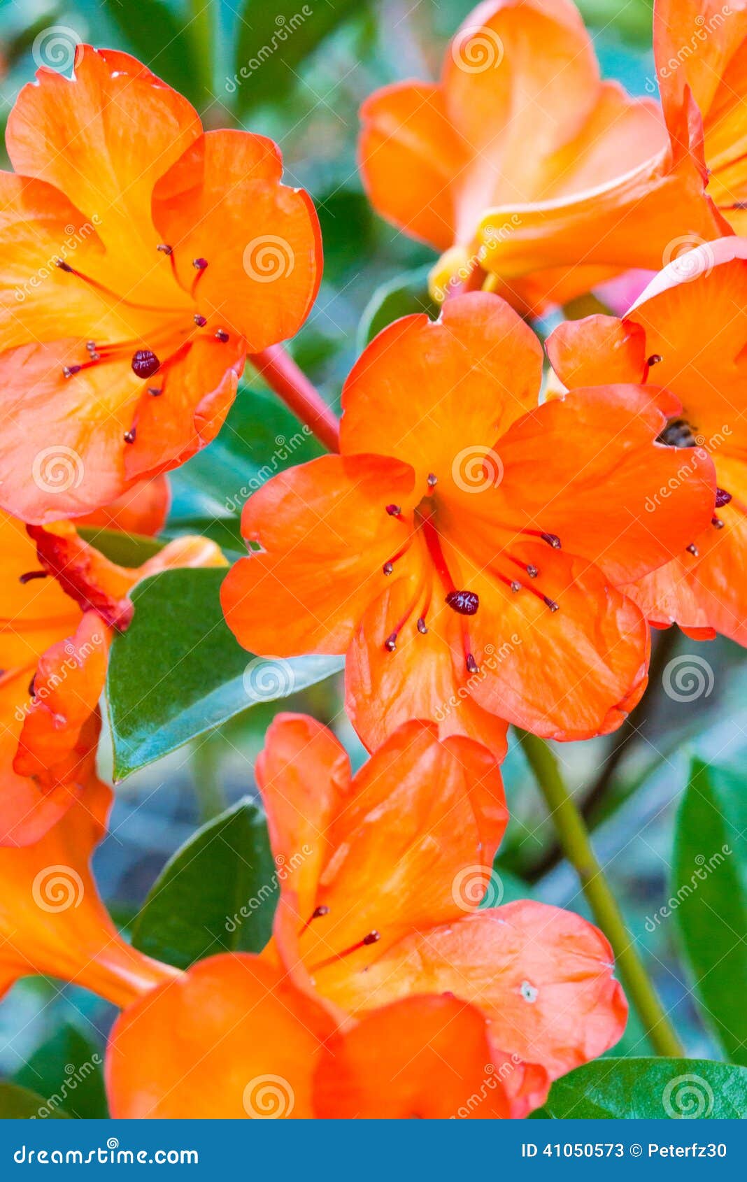 Blomma fotografering för bildbyråer. Bild av stänga, natur - 41050573