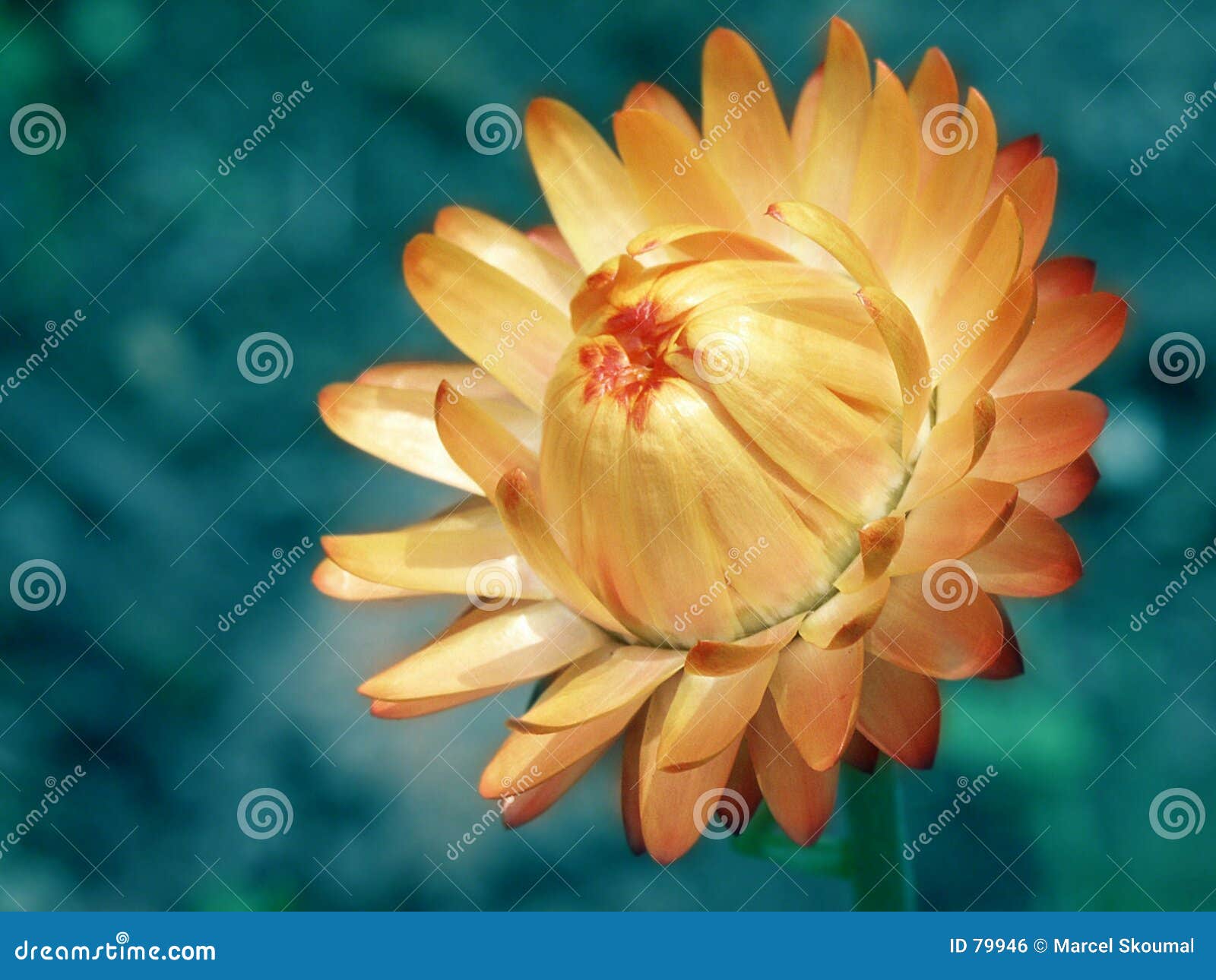 Blomma arkivfoto. Bild av orange, stänga, positivt, detalj - 79946