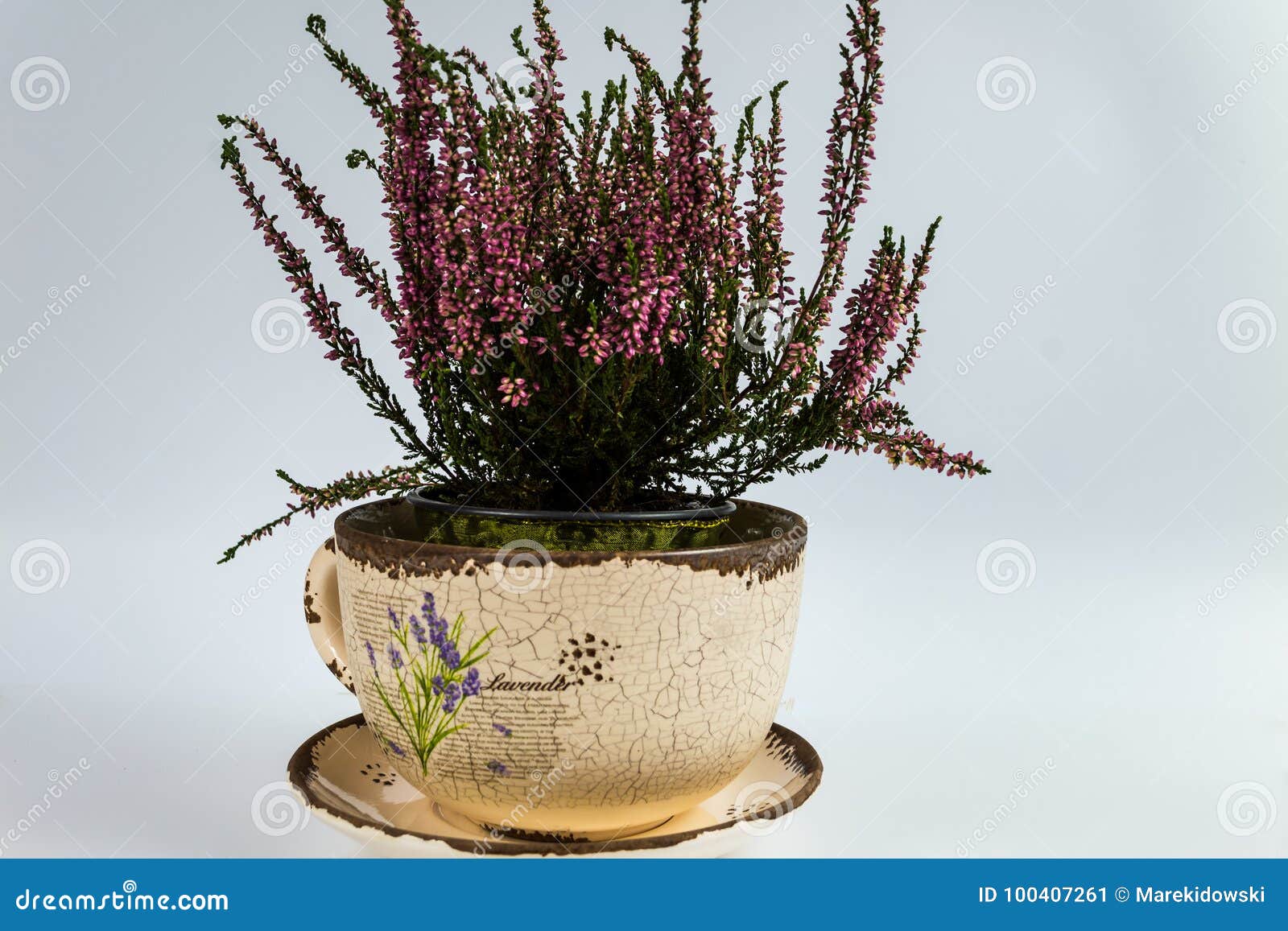 Blomma av ljung i kruka fotografering för bildbyråer. Bild av under ...