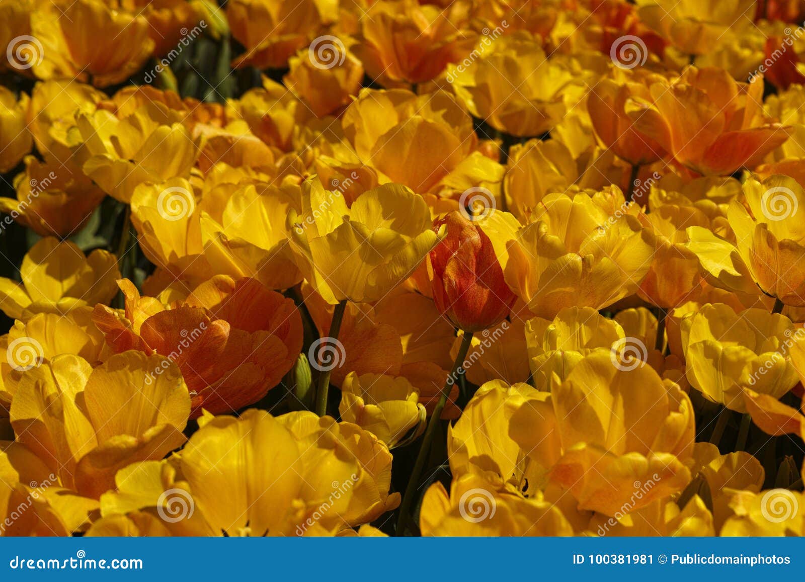 Blomma Gul Blomma V?xt, V?xt Bild. Bild: 100381981