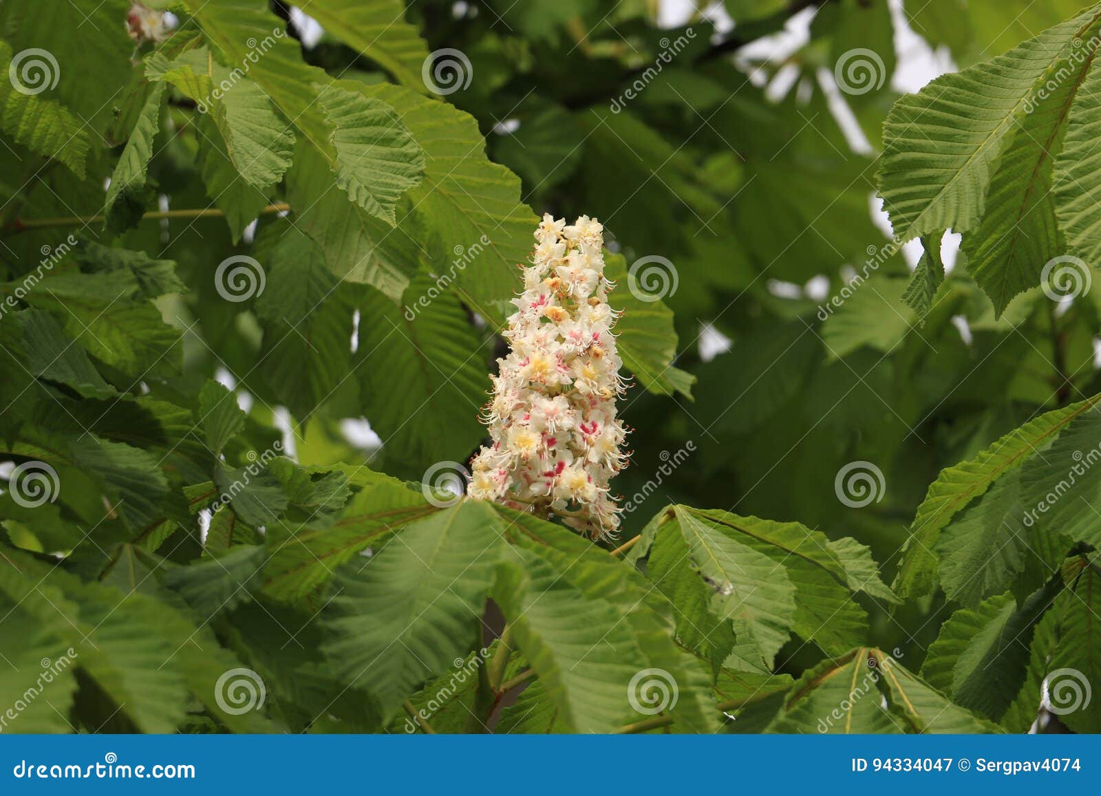 Blomma kastanj fotografering för bildbyråer. Bild av inflorescens ...