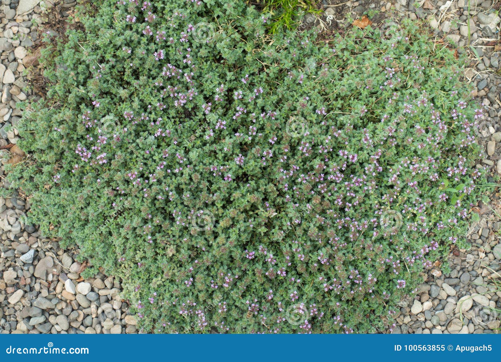 Blomma Krypa Timjan I Rockeryen Fotografering för Bildbyråer - Bild av ...