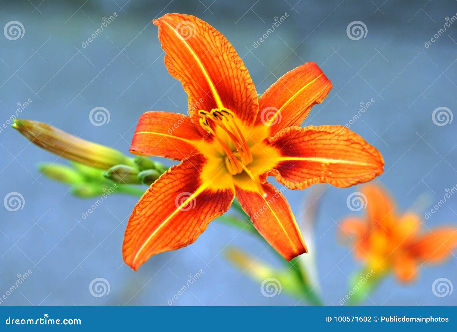 Blomma Lilja, Apelsin, Flora Bild. Bild: 100571602