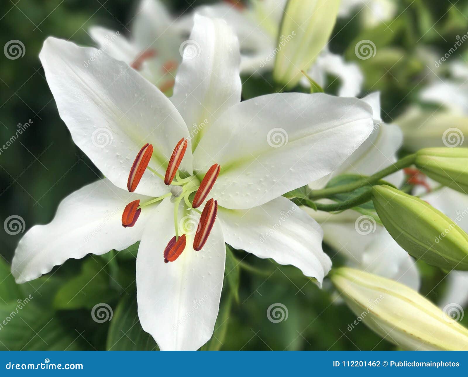 Blommiga Växter Bild. Bild: 112201462