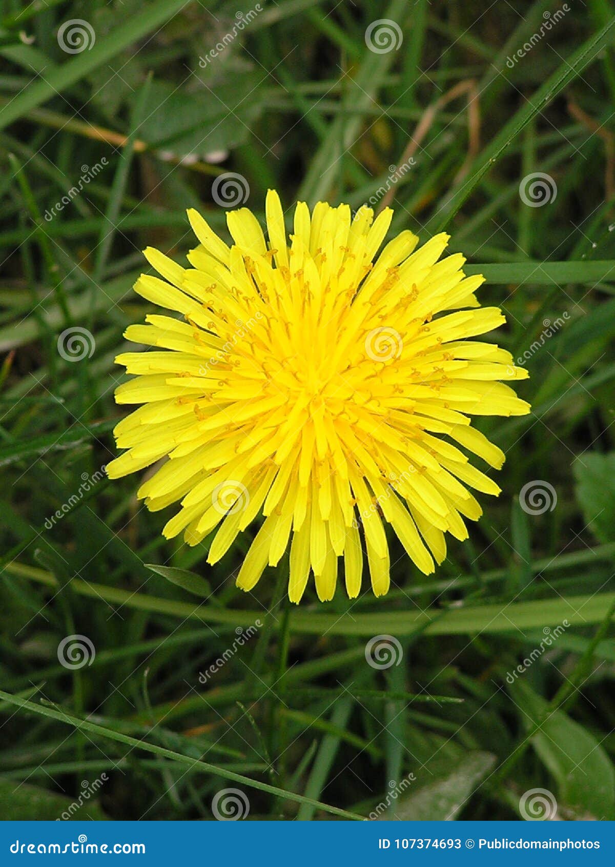 Blomma Maskros, Guling, Suggatistlar Bild. Bild: 107374693