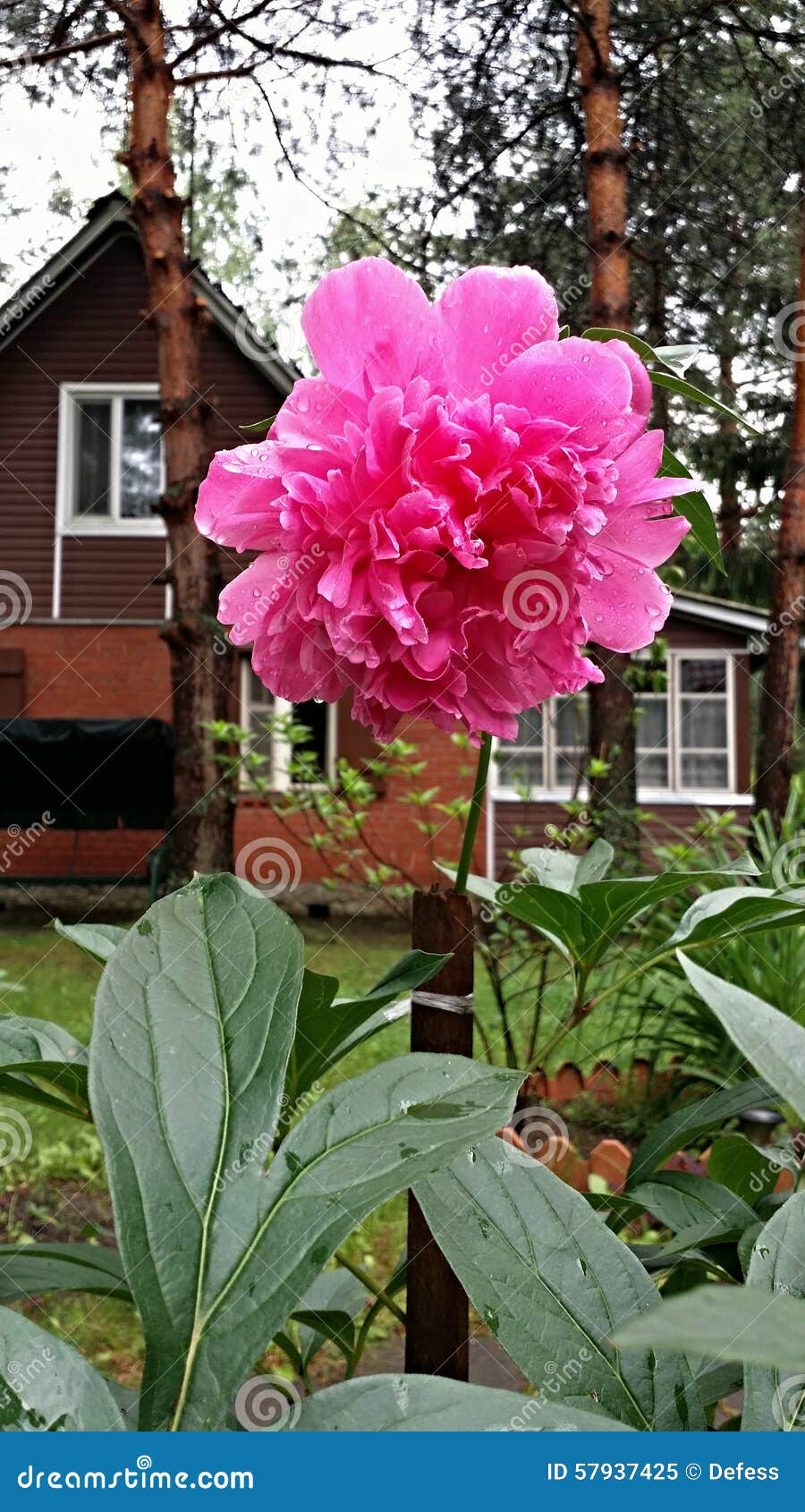 Blomma pion fotografering för bildbyråer. Bild av härlig - 57937425