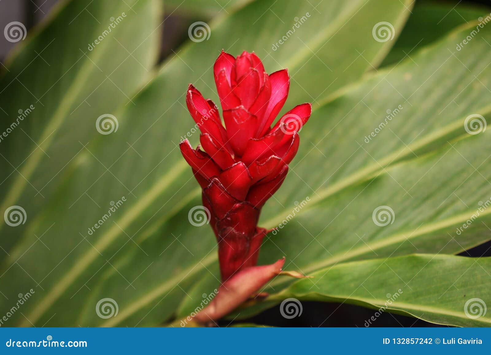 Blomma red arkivfoto. Bild av blomma, rött, natur, blommor - 132857242