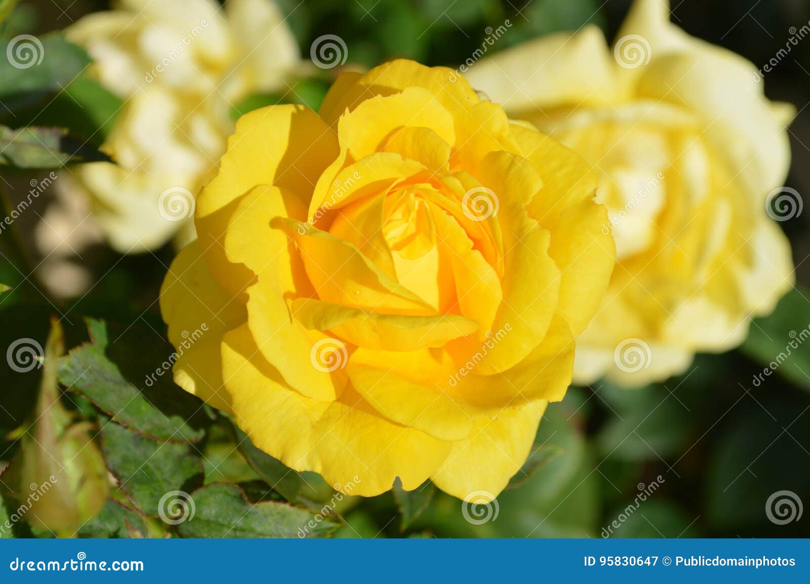 Blomma Ros, Rose Family, Guling Bild. Bild: 95830647