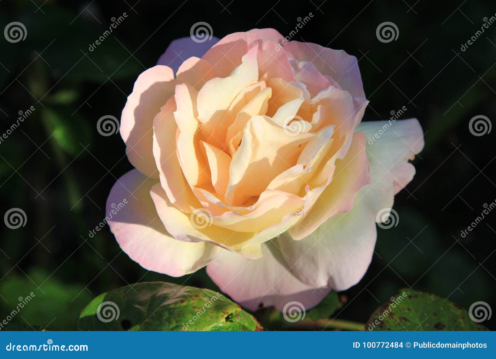 Blomma Ros, Rose Family, Natur Bild. Bild: 100772484