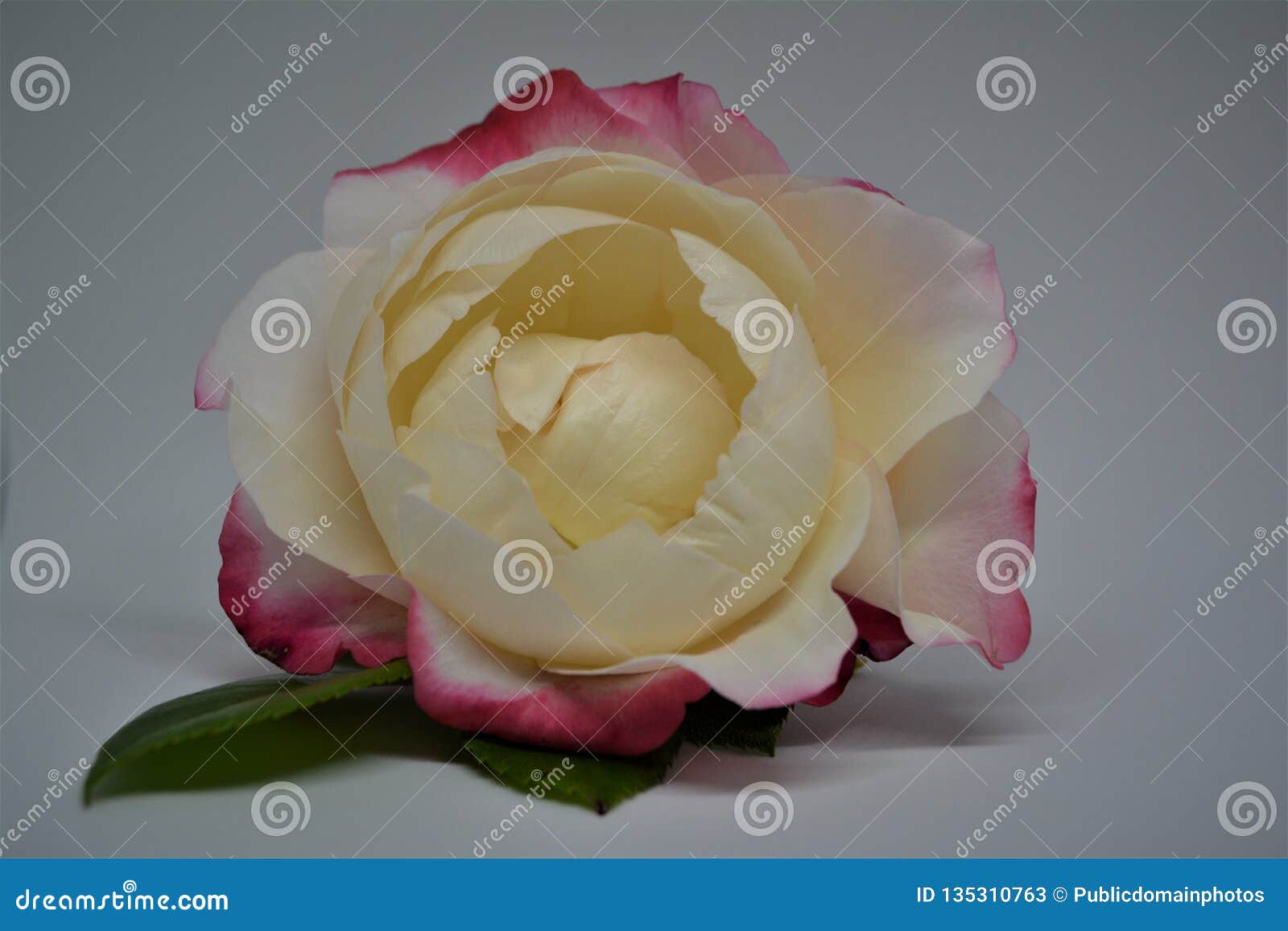 Blomma Ros, Vit, Rose Family Bild. Bild: 135310763